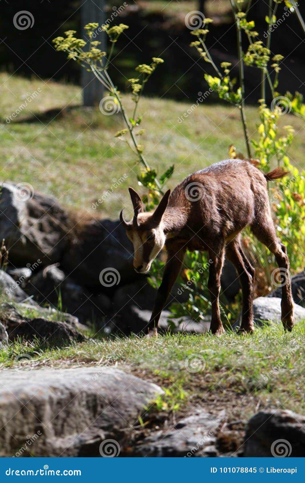 Little deer stock image. Image of little, fauna, beautiful - 101078845