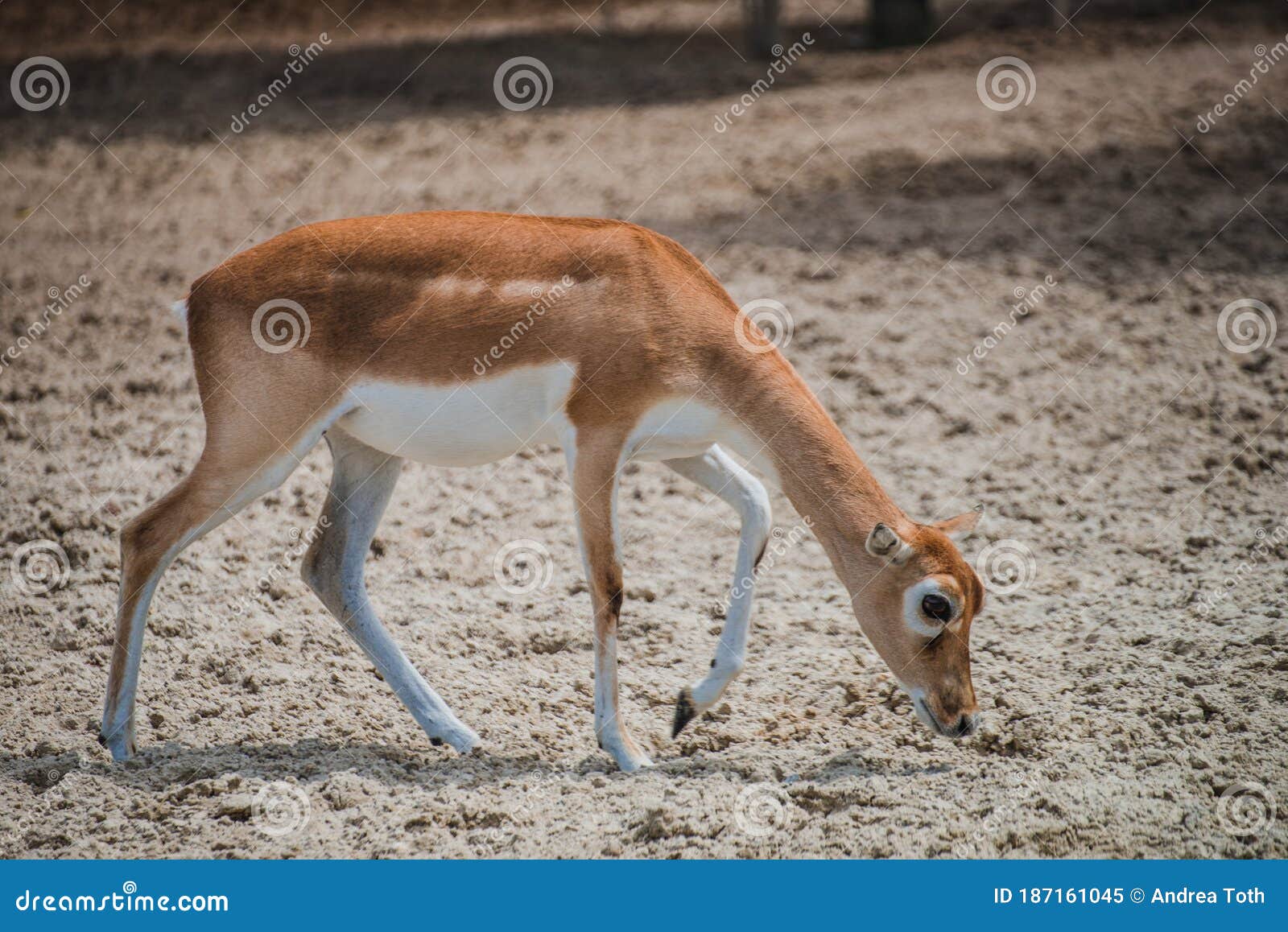Little Deer Animal on the Sand Stock Image - Image of antler, outdoors ...