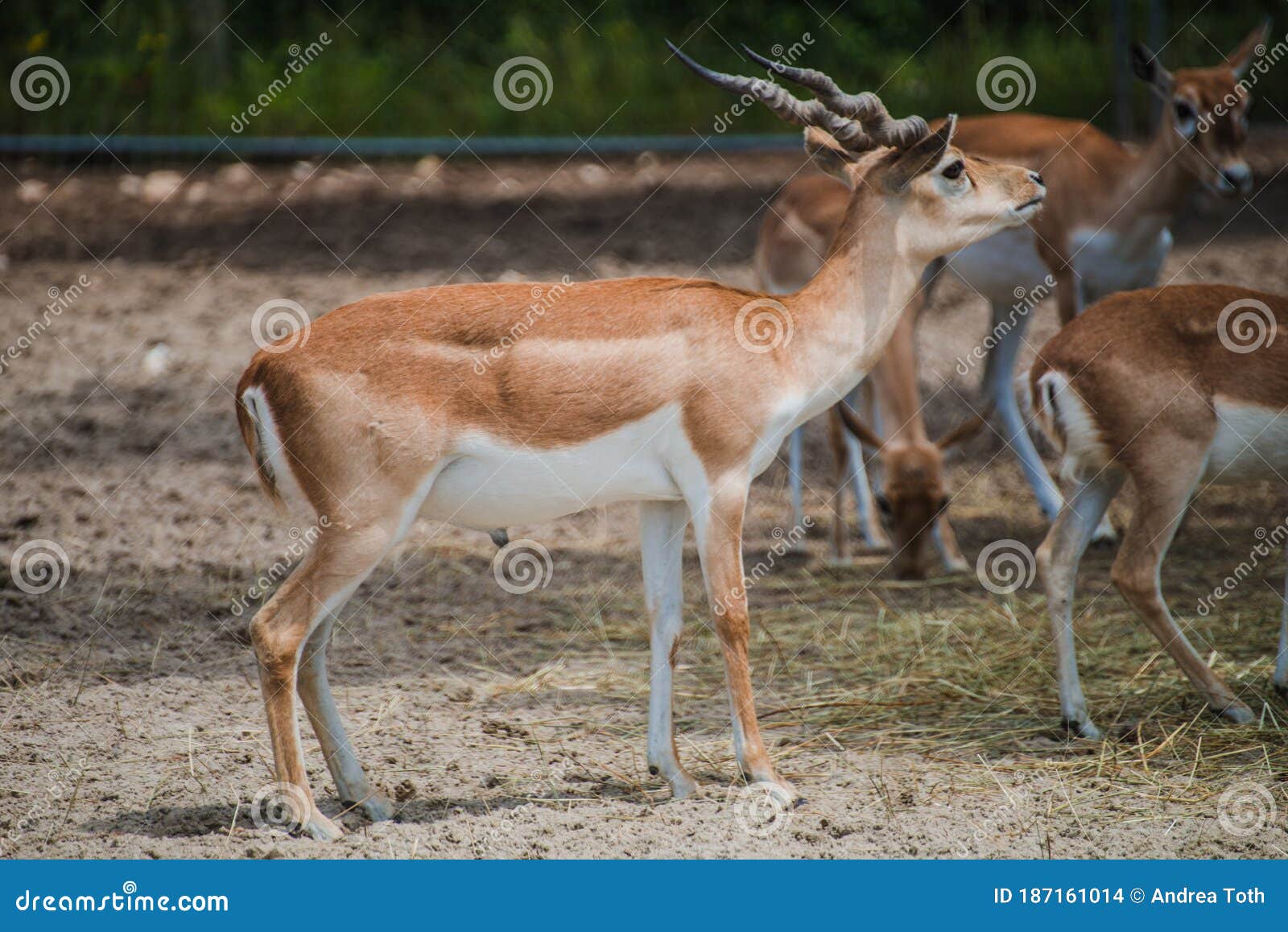 Little Deer Animals with Hornes Stock Photo - Image of antlers ...