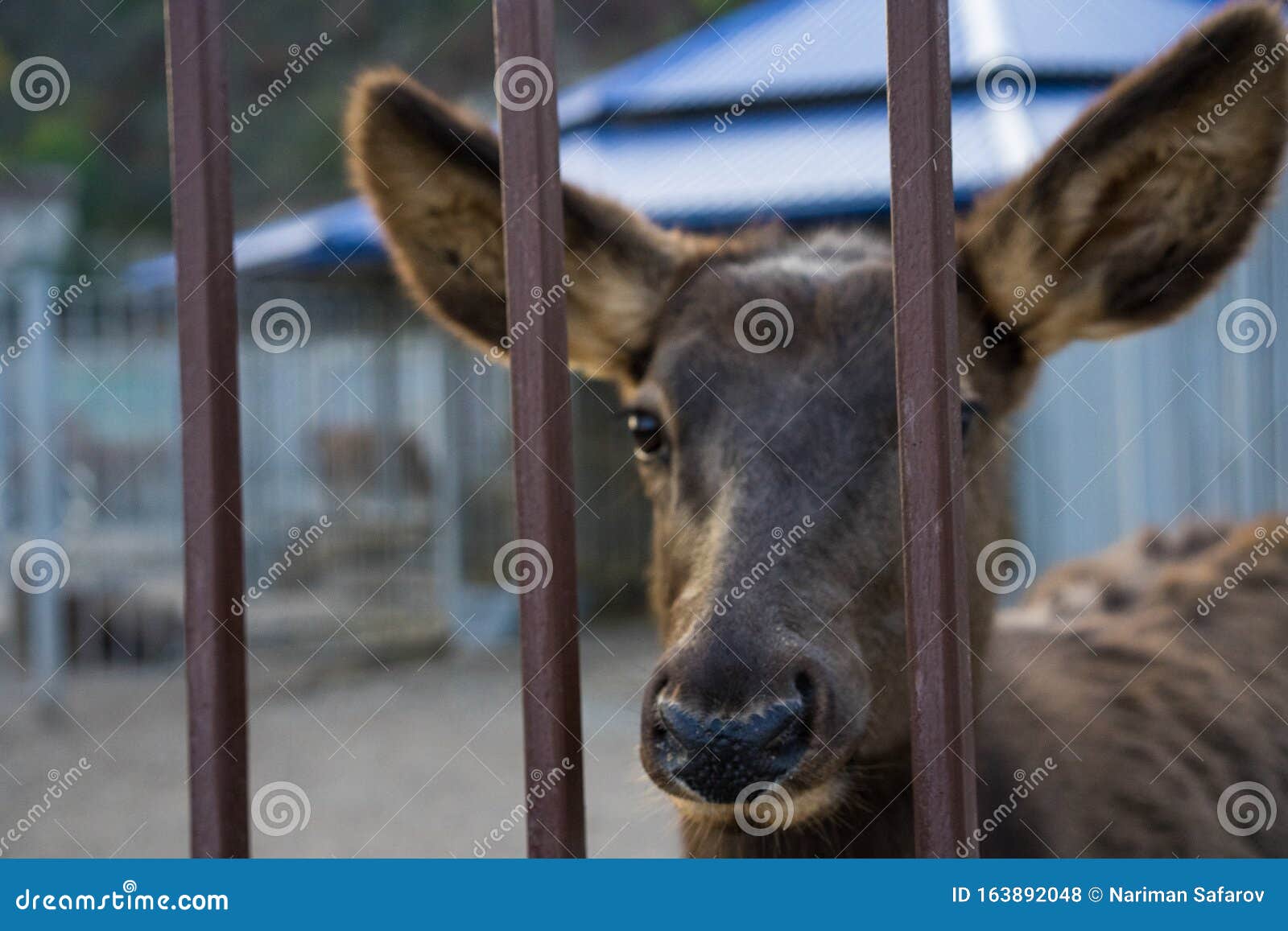 Little Deer Behind Bars in a Zoo Stock Photo - Image of newborn, buck ...