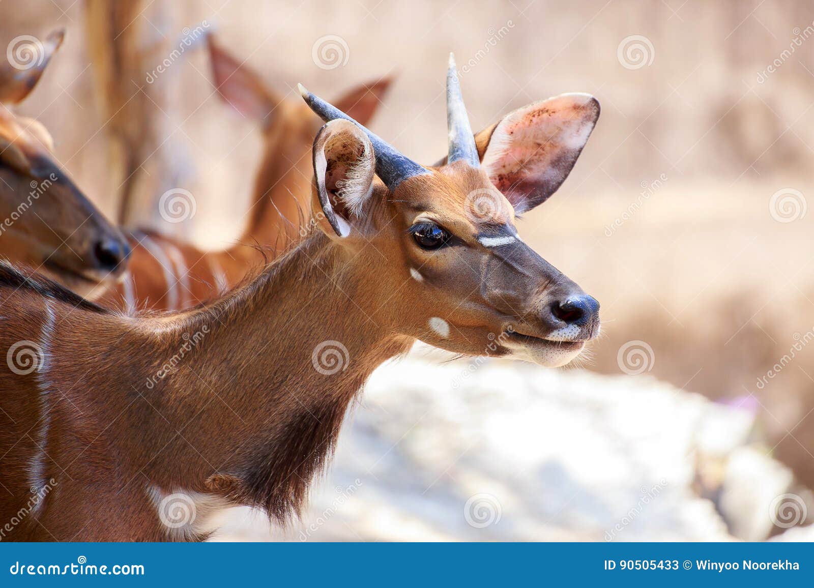 The little deer. stock image. Image of cute, garden, beautiful - 90505433