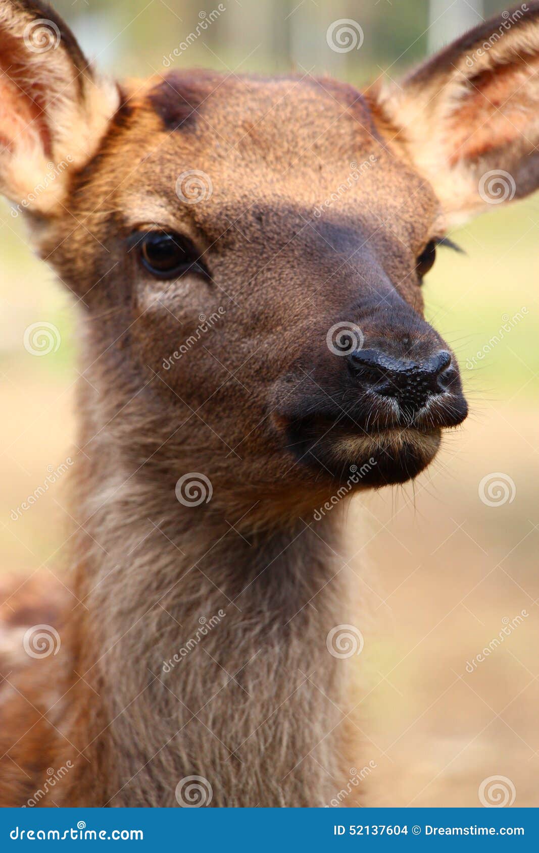 Little deer stock photo. Image of little, fawn, portrait - 52137604