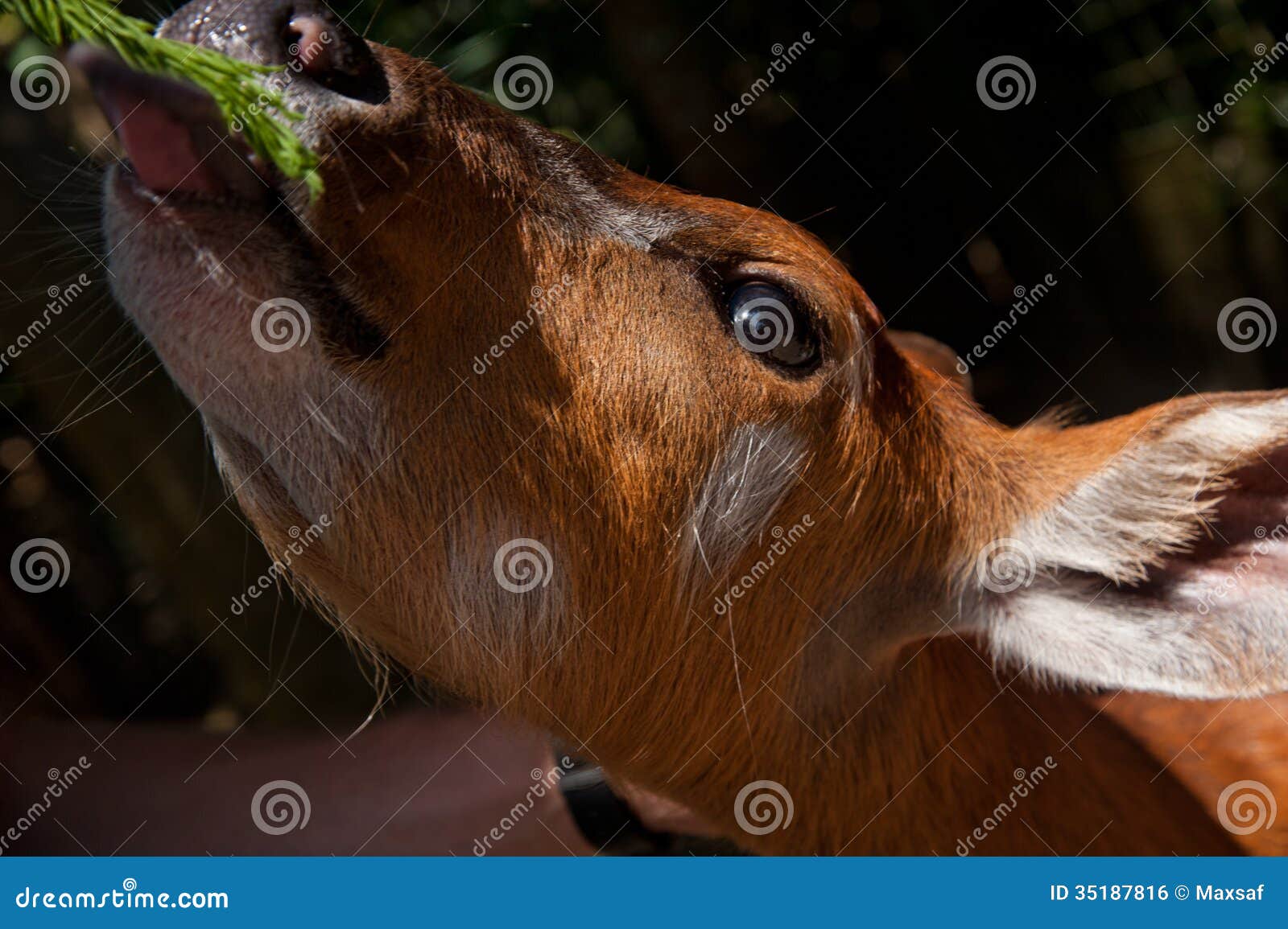 Little deer eats stock photo. Image of natural, care - 35187816