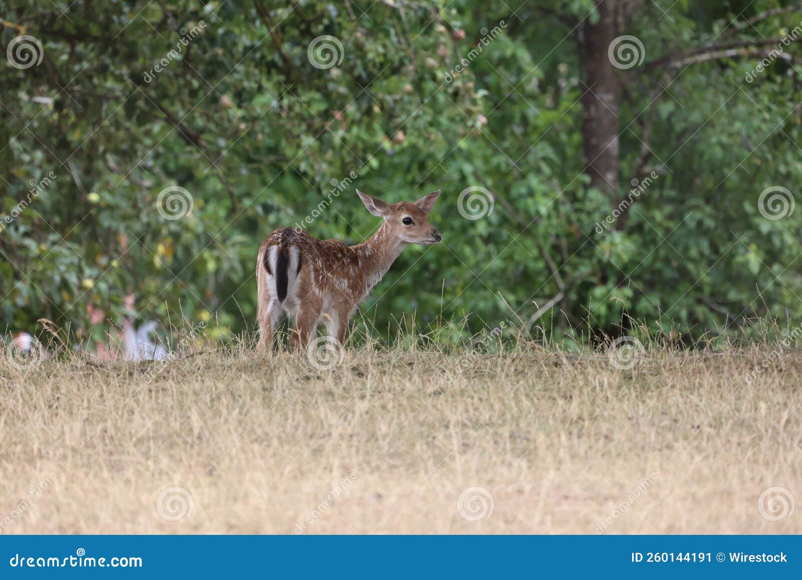 Little Deer at the Edge of the Forest Stock Image - Image of natural ...