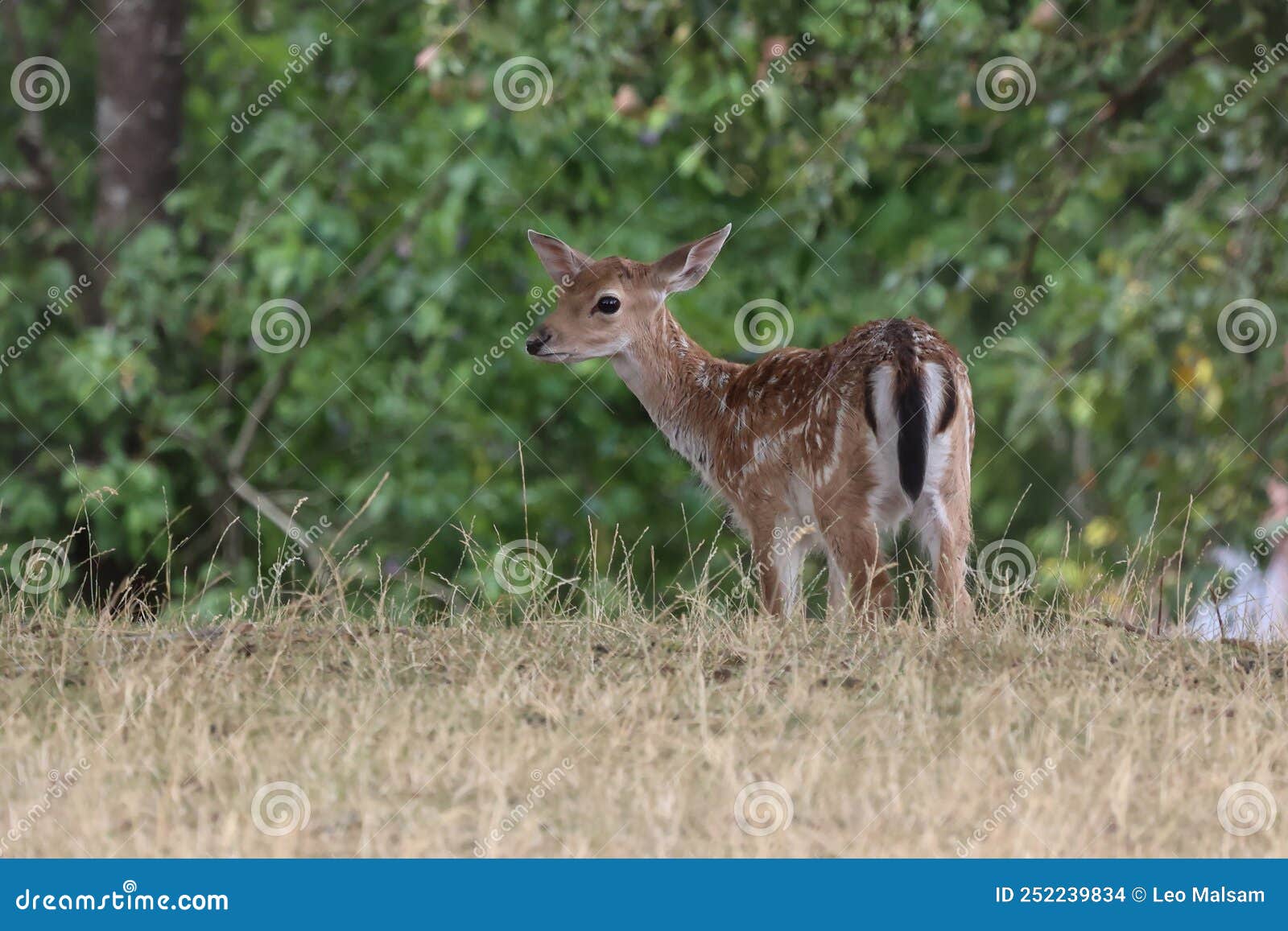 Little Deer at the Edge of the Forest Stock Photo - Image of natural ...