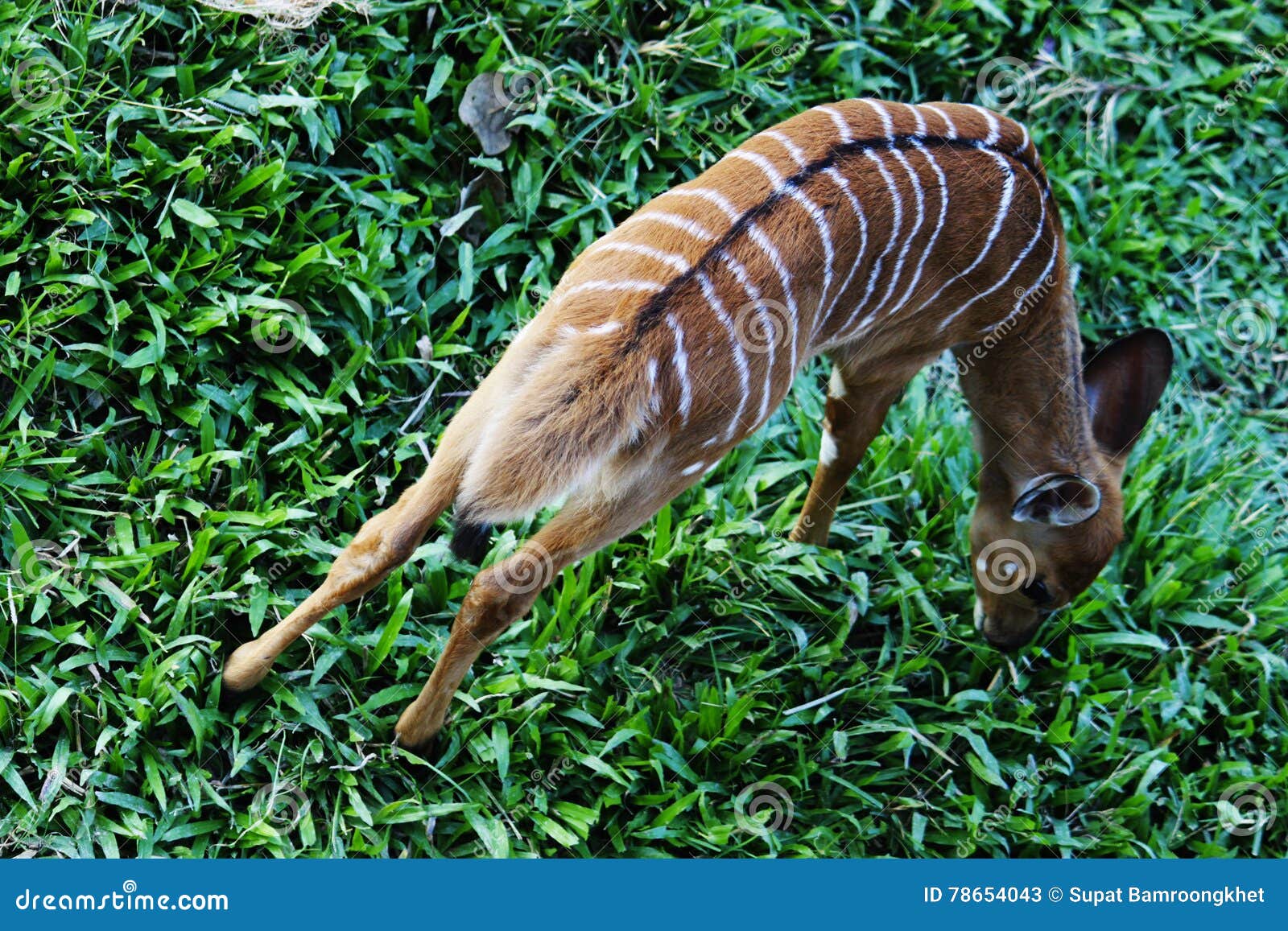 Little deer. stock image. Image of animal, grass, wildlife - 78654043