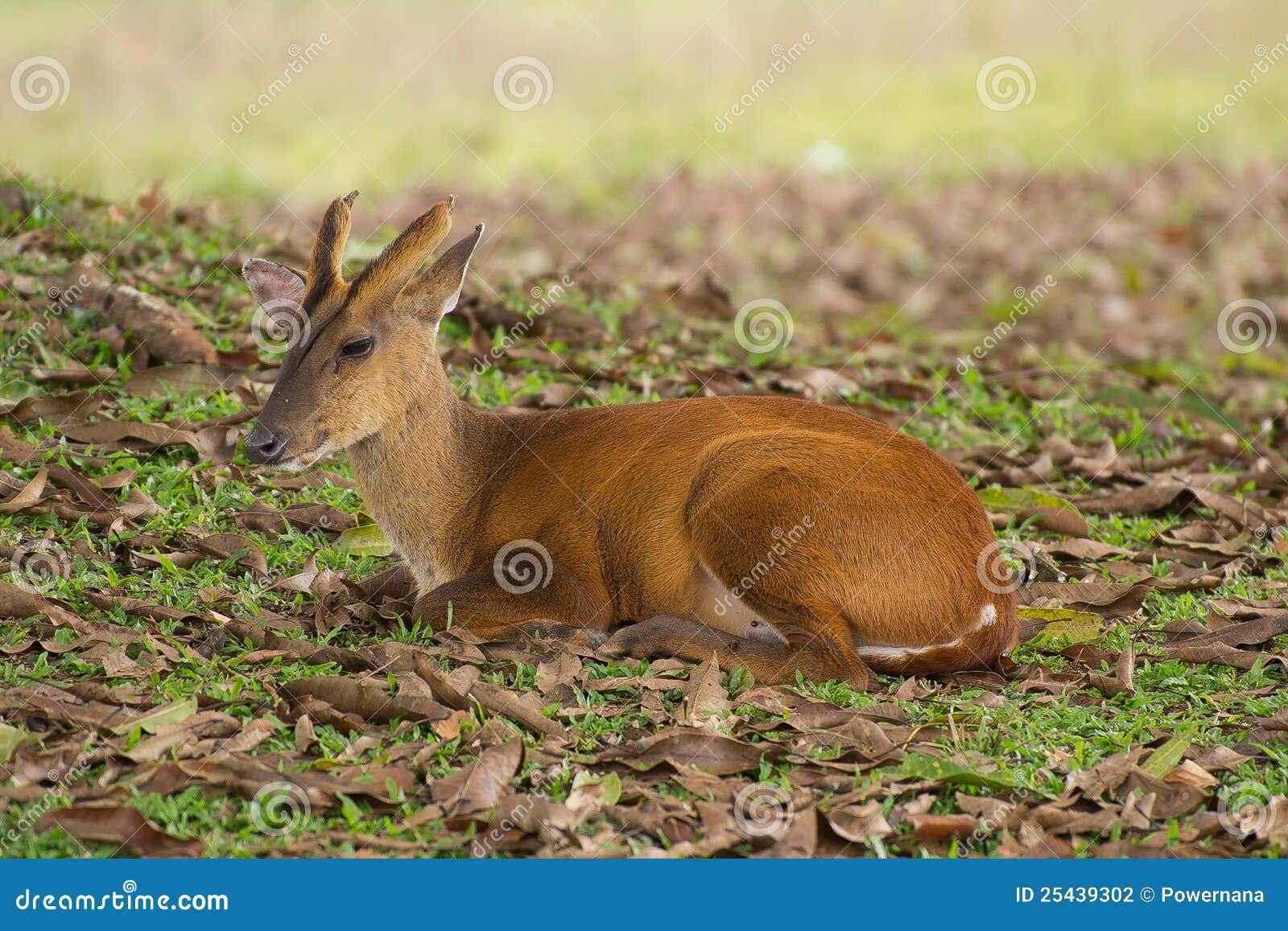 The little deer living stock photo. Image of mammals - 25439302