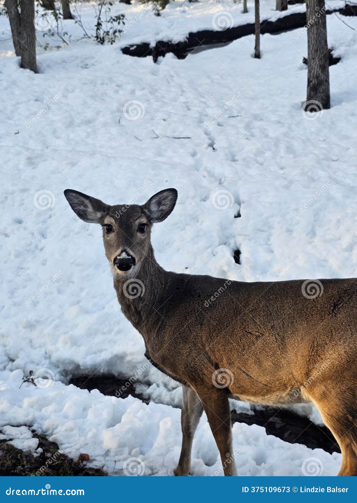 Little Deer, Young Roe Deer, Hind In A Mystic Forest Stock Photo ...