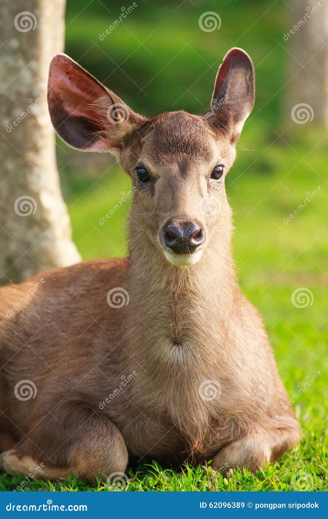Little Deer stock image. Image of deer, nature, little - 62096389