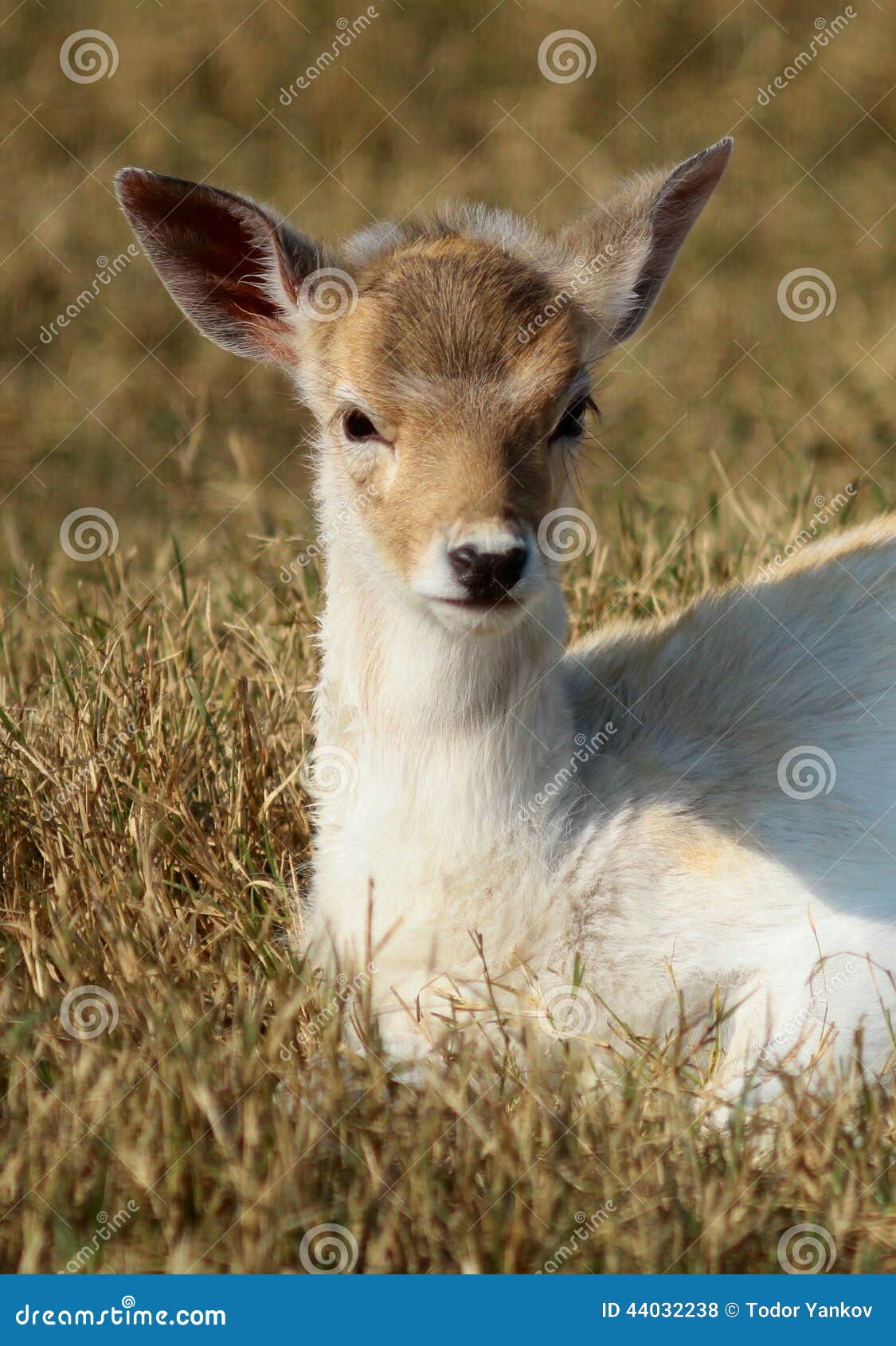 Little deer stock photo. Image of head, forest, element - 44032238