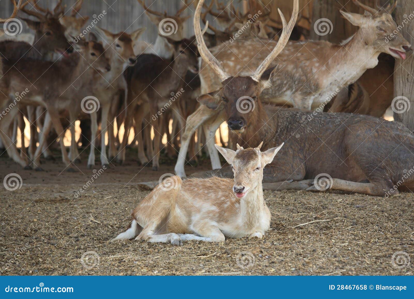 Little Deer Sitting Herd Stock Photos - Free & Royalty-Free Stock ...