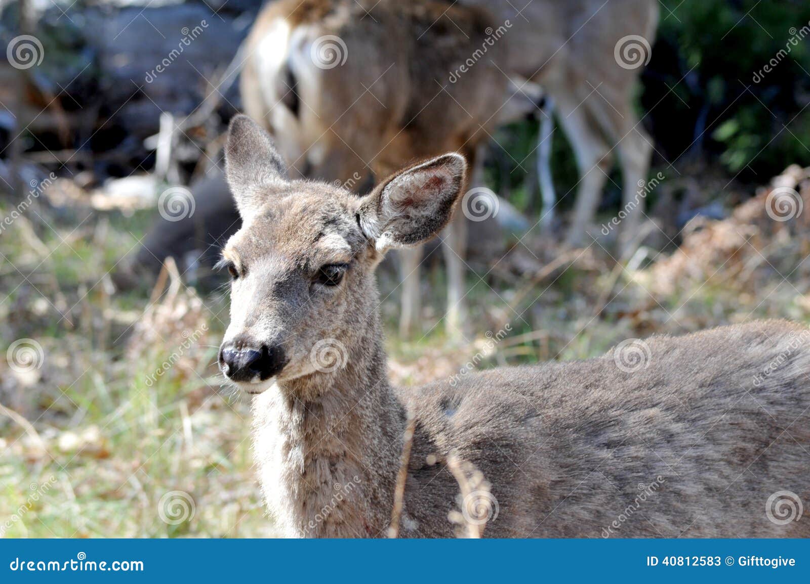 Little deer stock image. Image of alone, nature, wildlife - 40812583