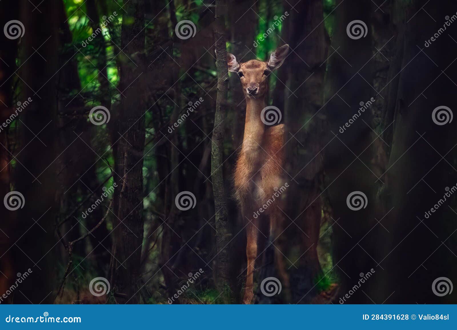 Little Deer, Young Roe Deer, Hind in a Mystic Forest, Wildlife in Deep ...