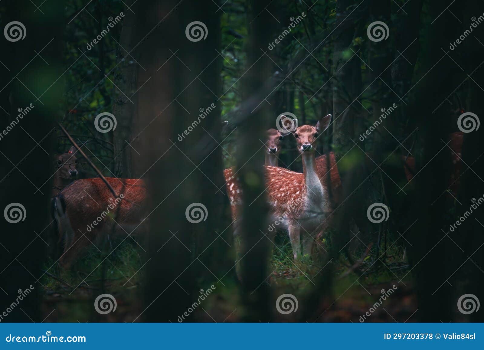 Little Deer, Young Roe Deer, Hind in a Mystic Forest Stock Photo ...