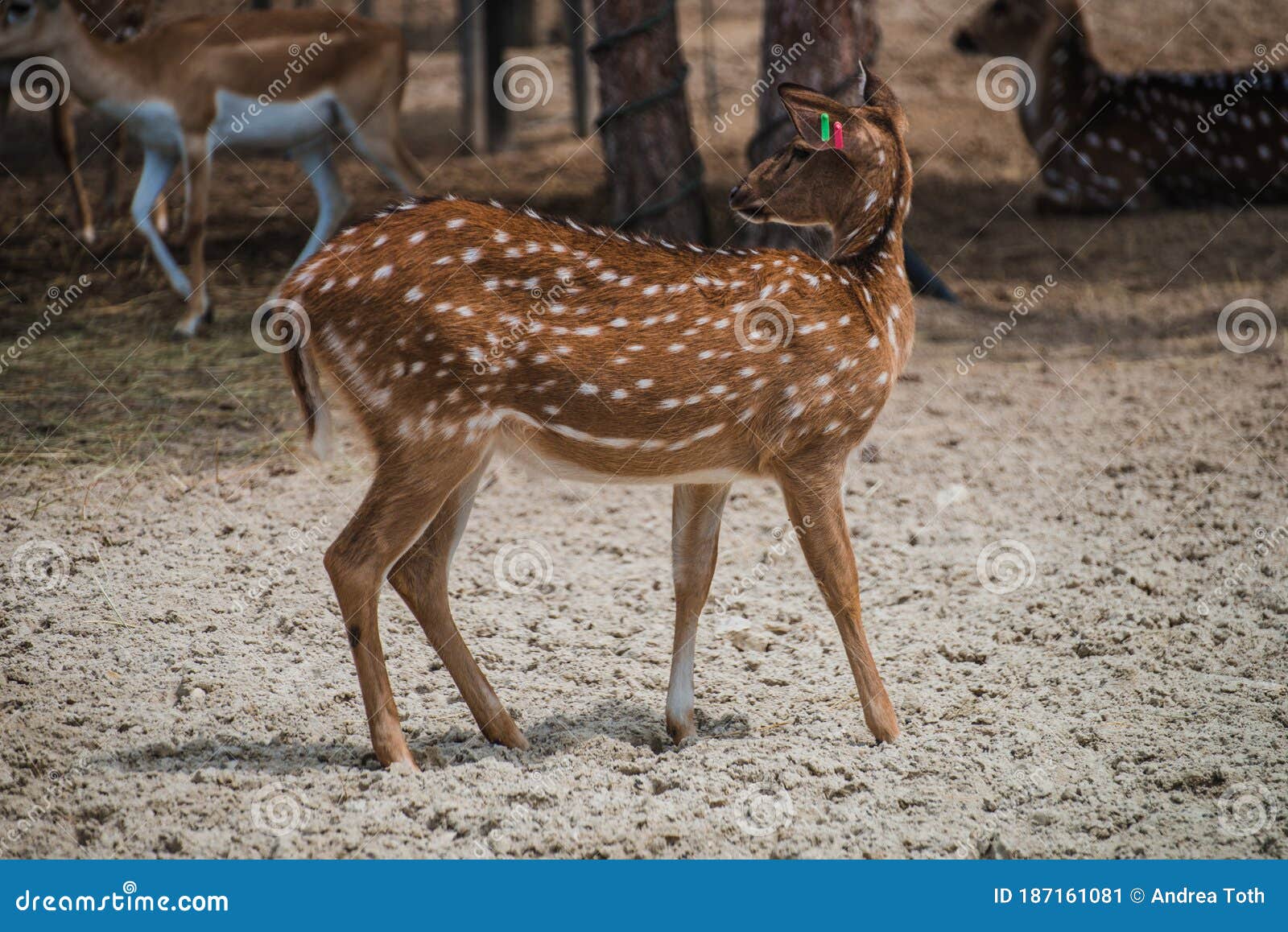 Little Deers with Dotted Coat Stock Image - Image of sika, buck: 187161081