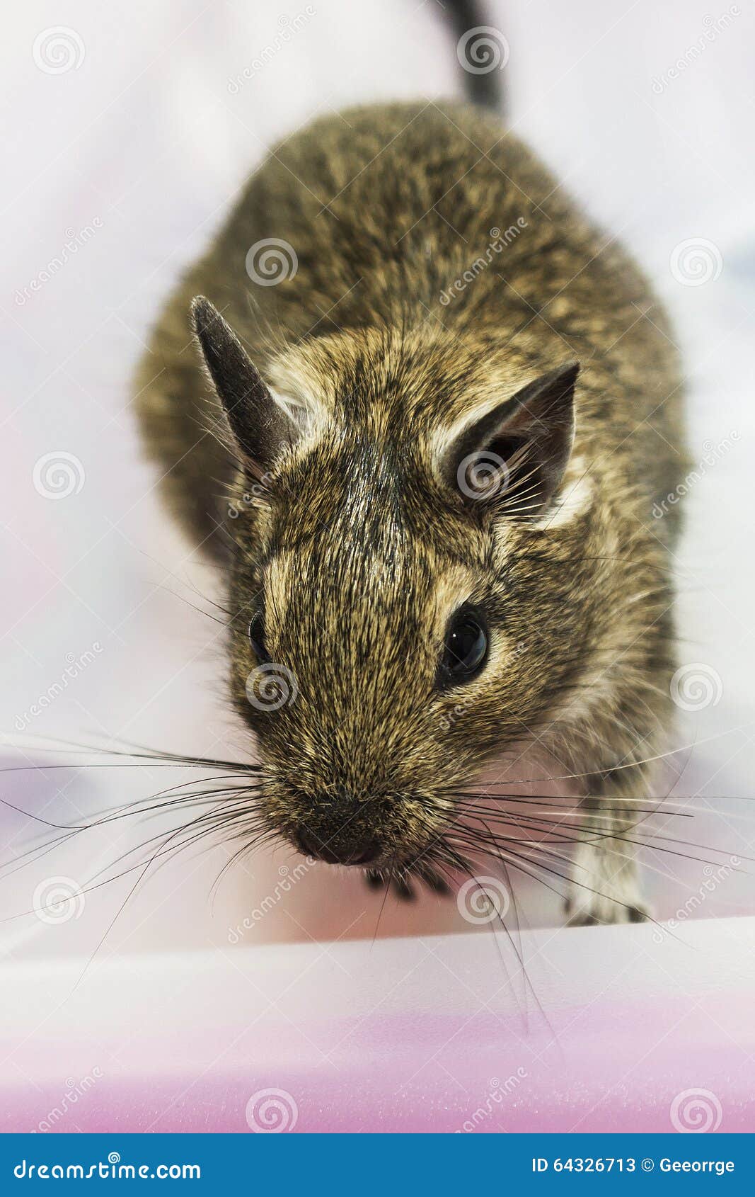 Little degu squirrel stock image. Image of gopher, animal - 64326713