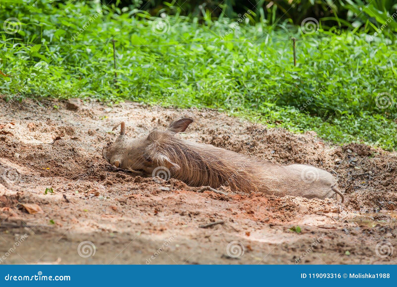 The Desert Warthog Wild Pig Lying in Dirt Stock Photo - Image of kruger ...