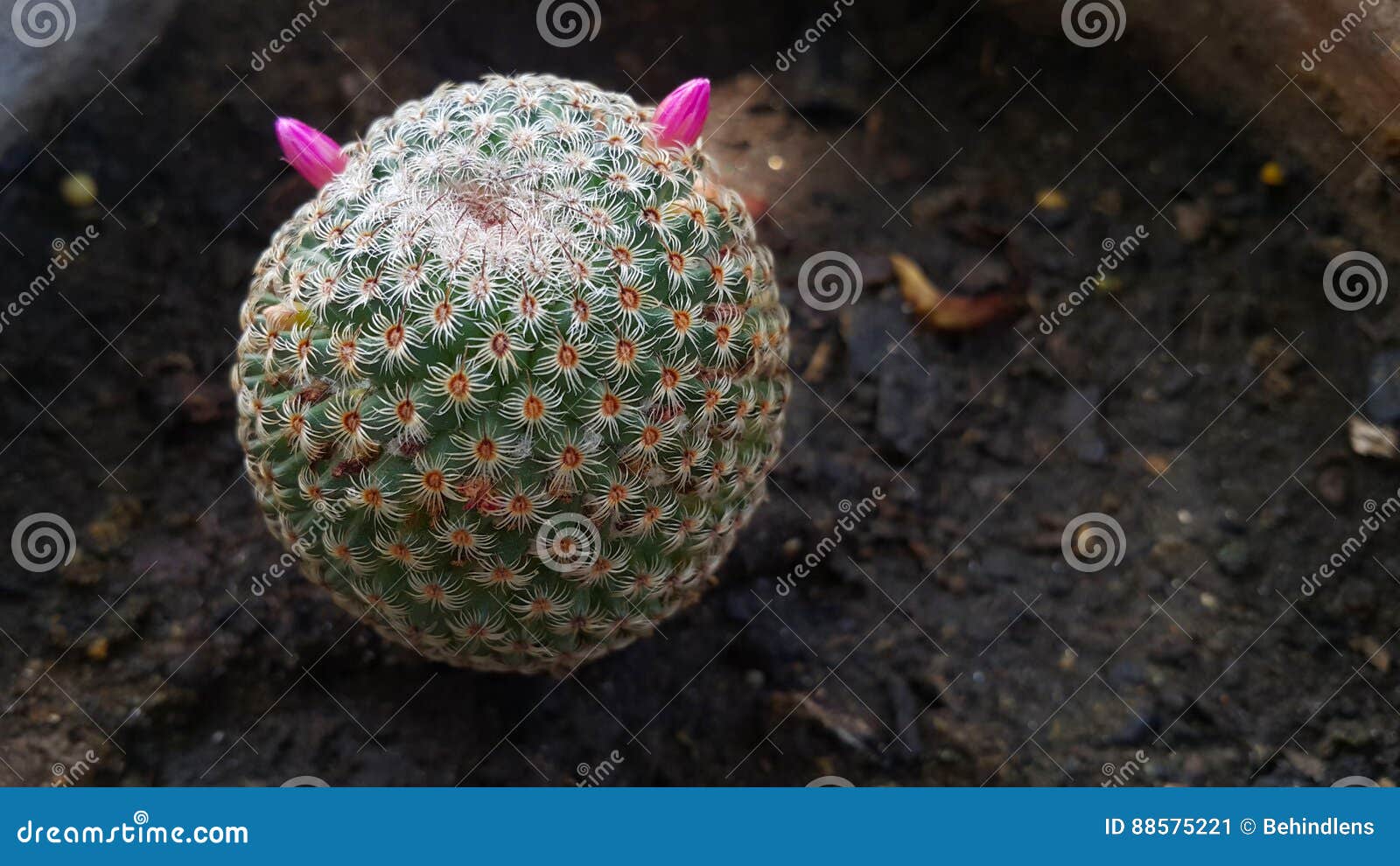 Little Devil Cactus with Its Flowers. Stock Image - Image of flora ...