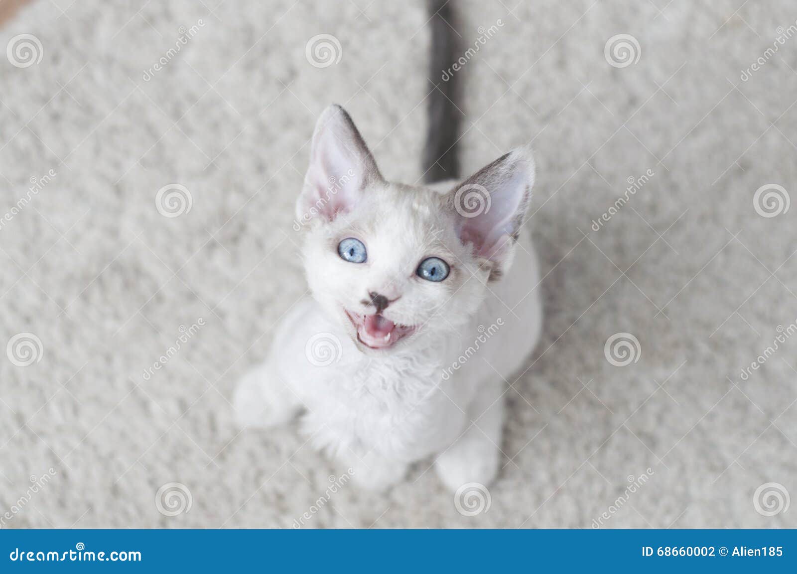 Little devon rex kitten stock photo. Image of kitty, curve - 68660002