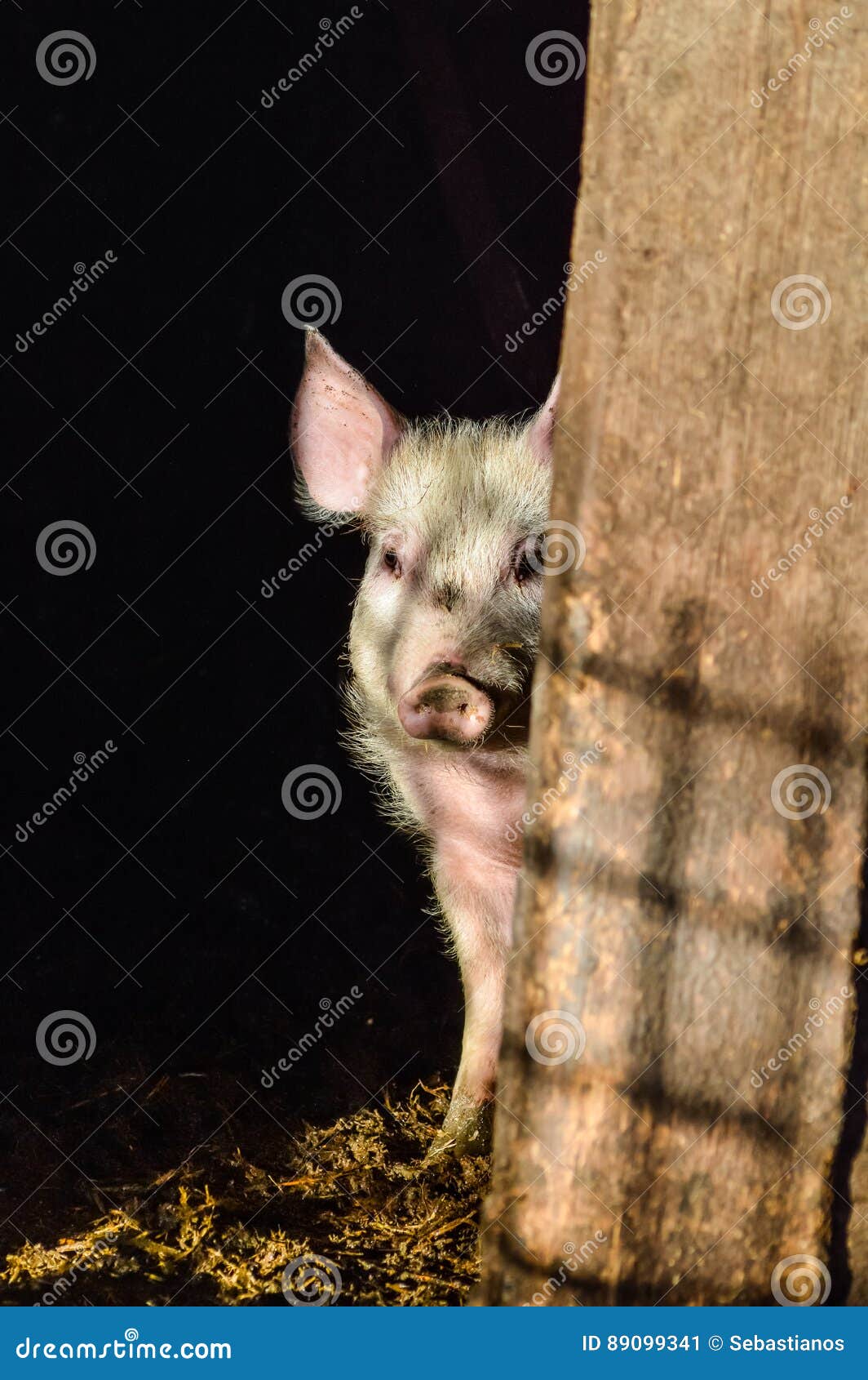 Little Dirty Curious Piglet Hiding Shadow Stock Photos - Free & Royalty ...