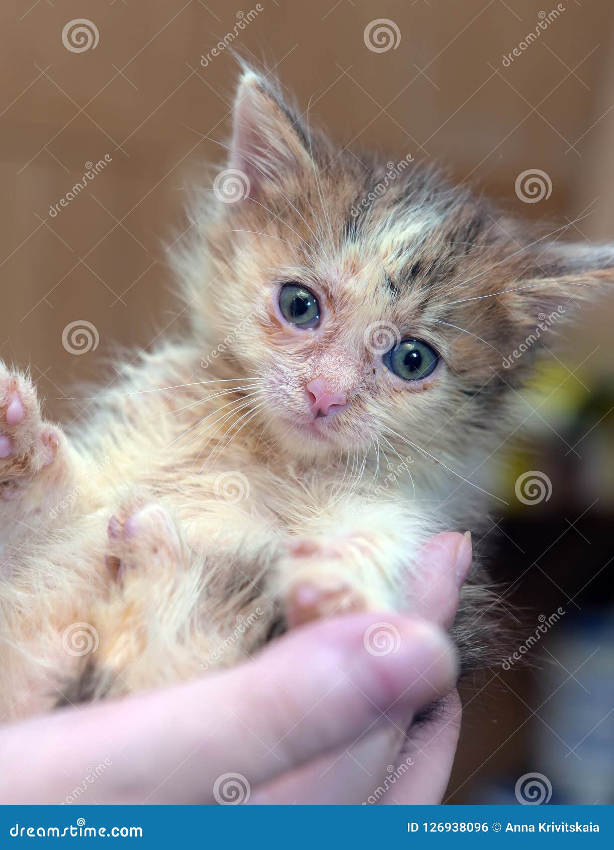 Little dirty sick kitten stock photo. Image of outdoor - 126938096