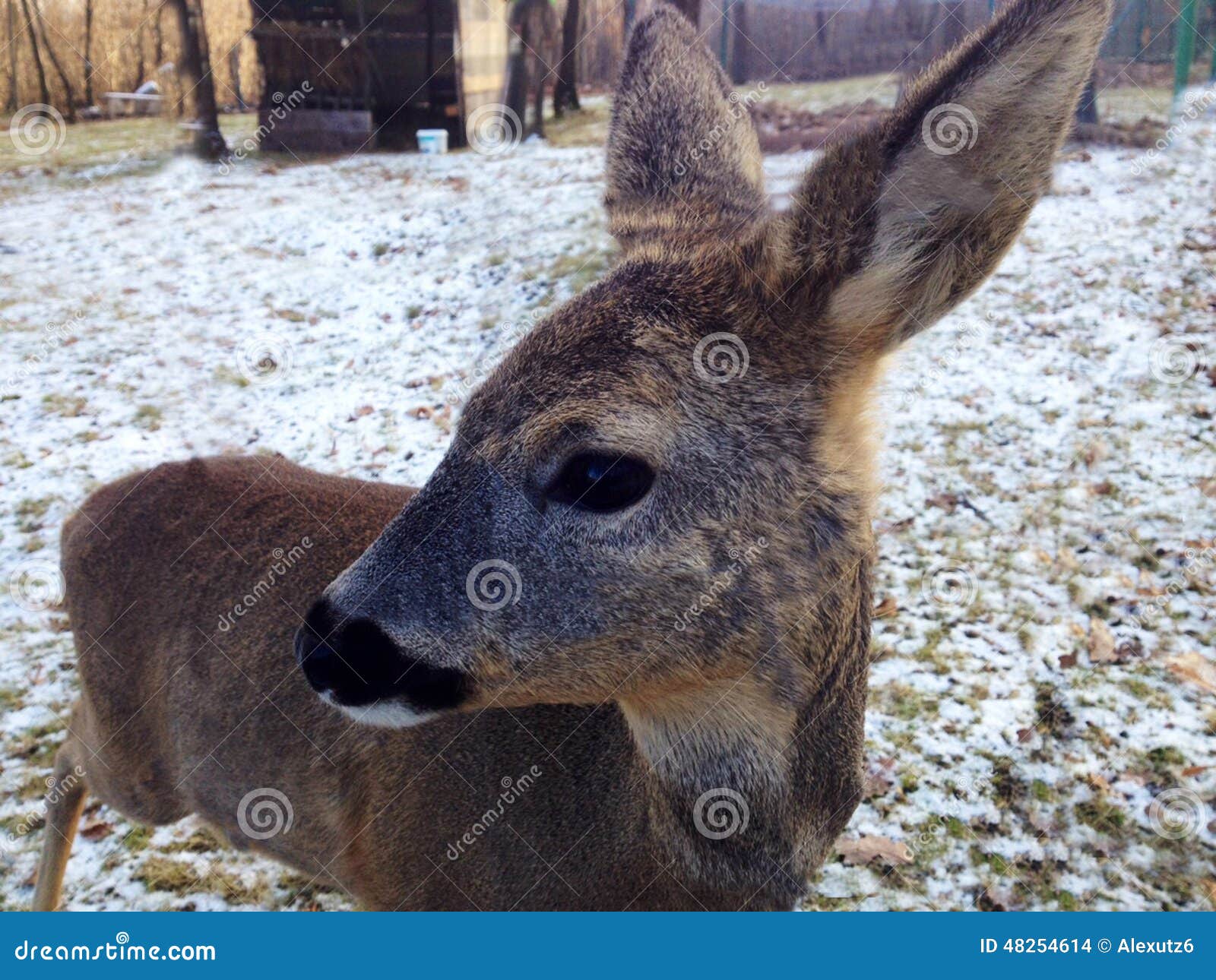 Little Doe stock photo. Image of green, outdoors, countryside - 48254614