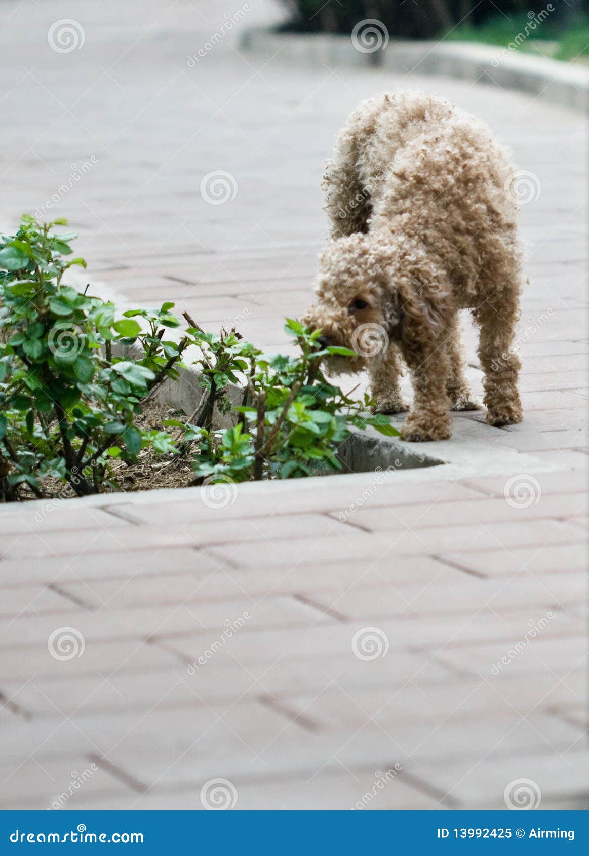 Little dog stock image. Image of puppy, green, sniff - 13992425