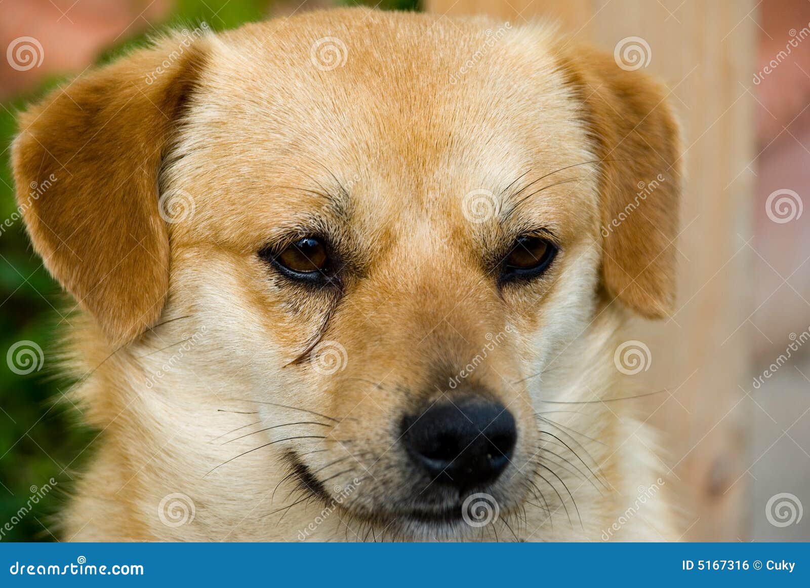 A little dog stock photo. Image of animals, friend, friends - 5167316