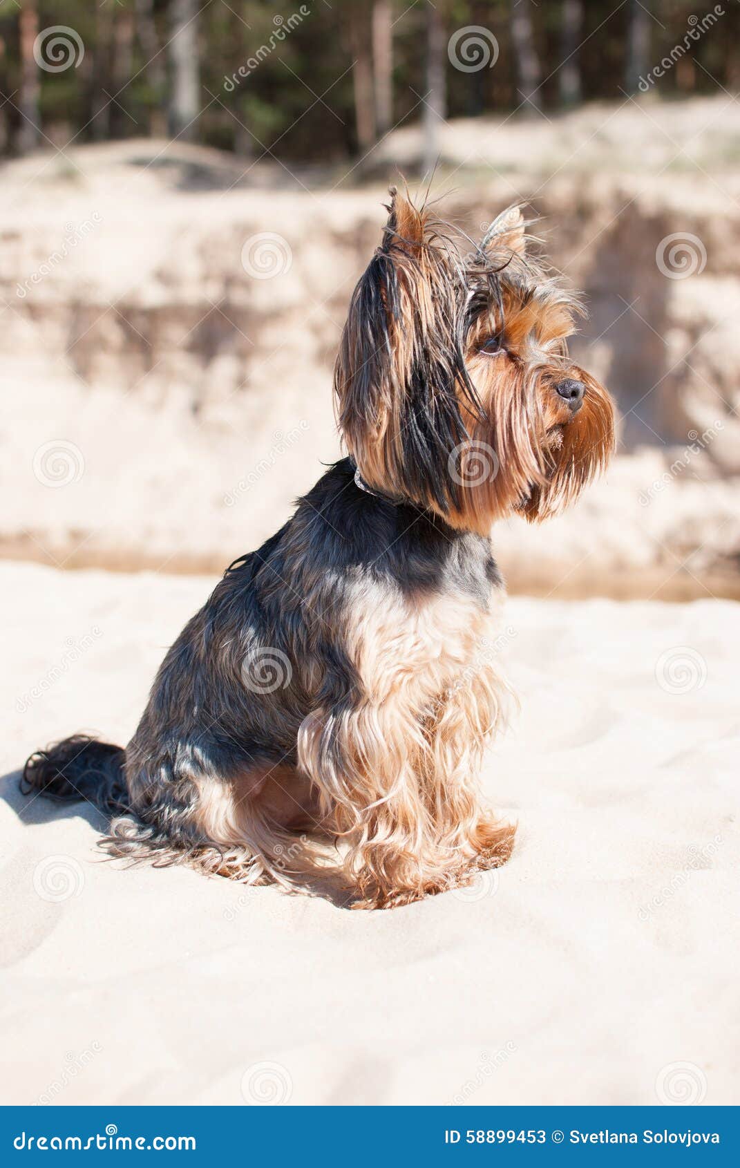 Little dog on the beach stock image. Image of sitting - 58899453