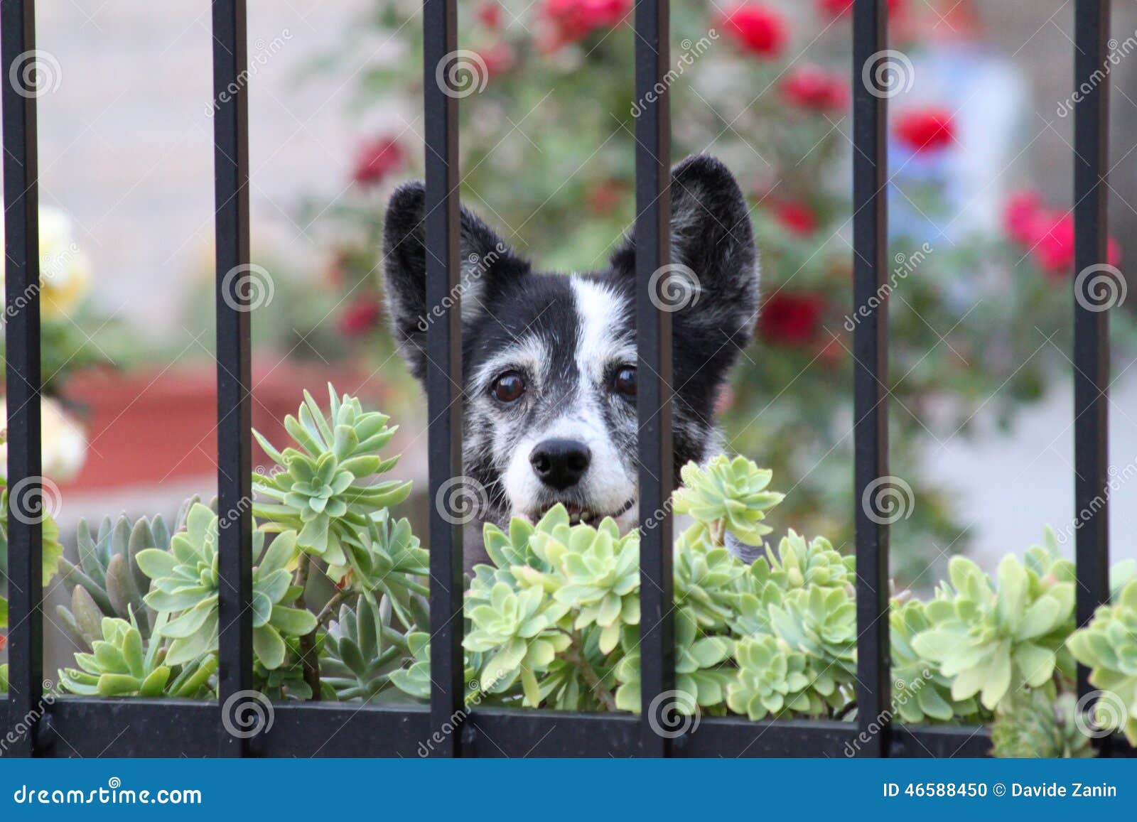 Little dog behind the gate stock photo. Image of croquettes - 46588450