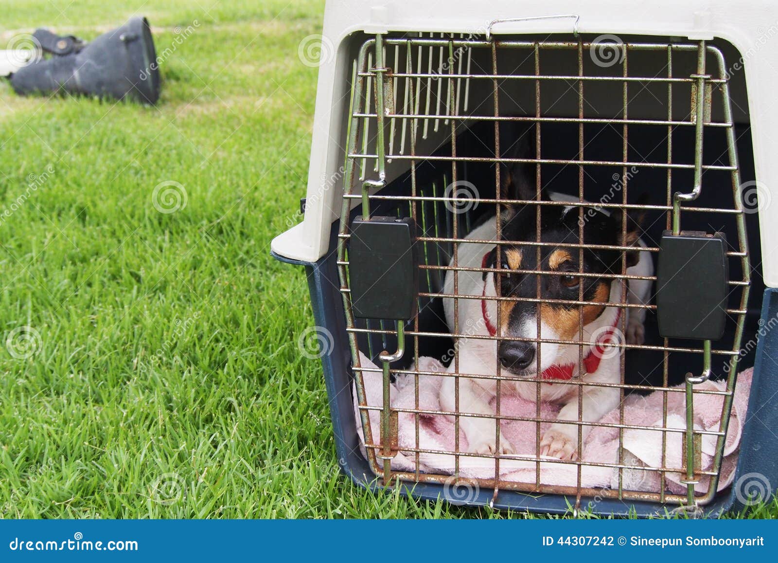 Little dog in a box stock photo. Image of security, grass - 44307242