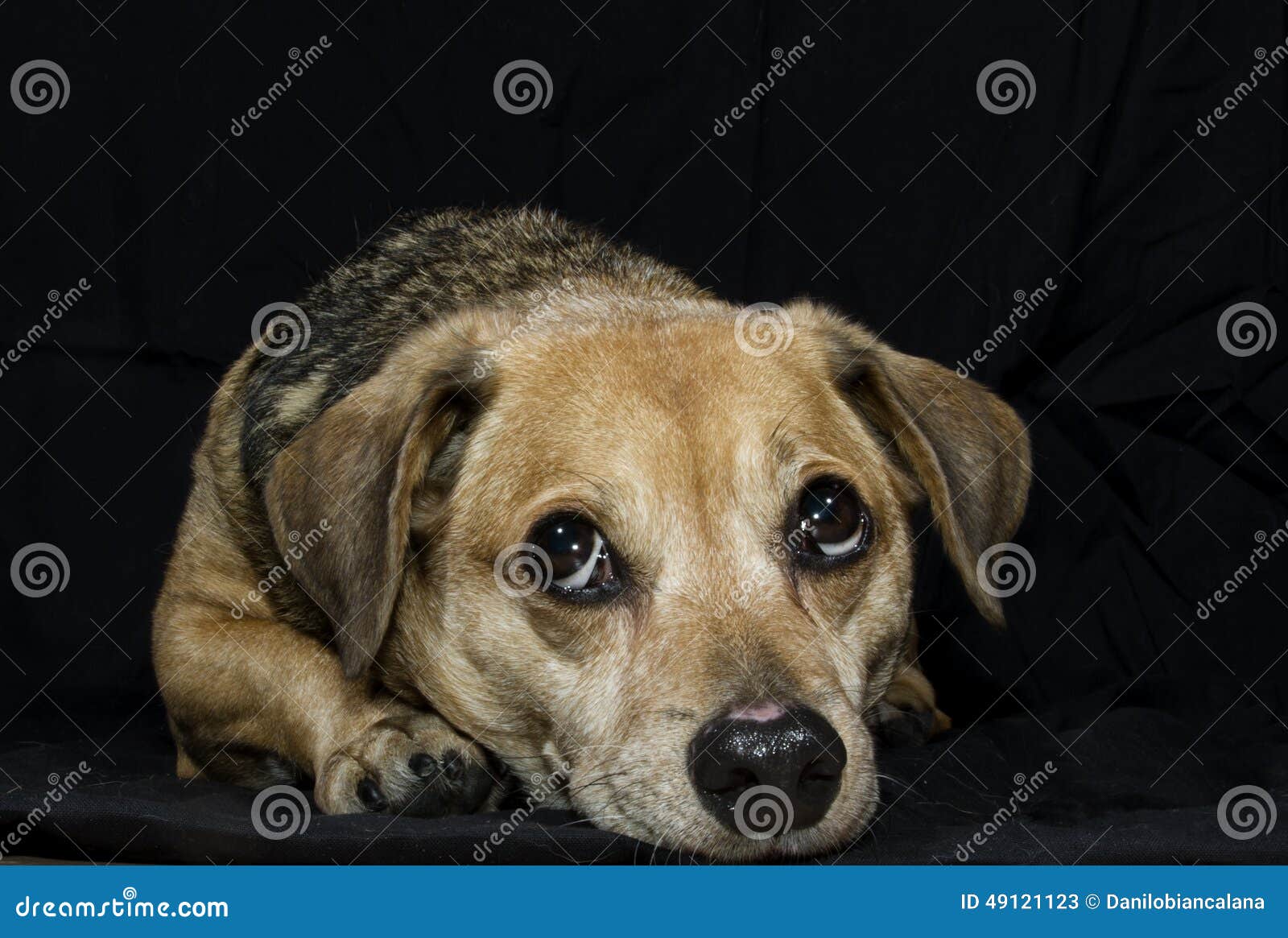 Little dog stock image. Image of loyal, isolated, animals - 49121123