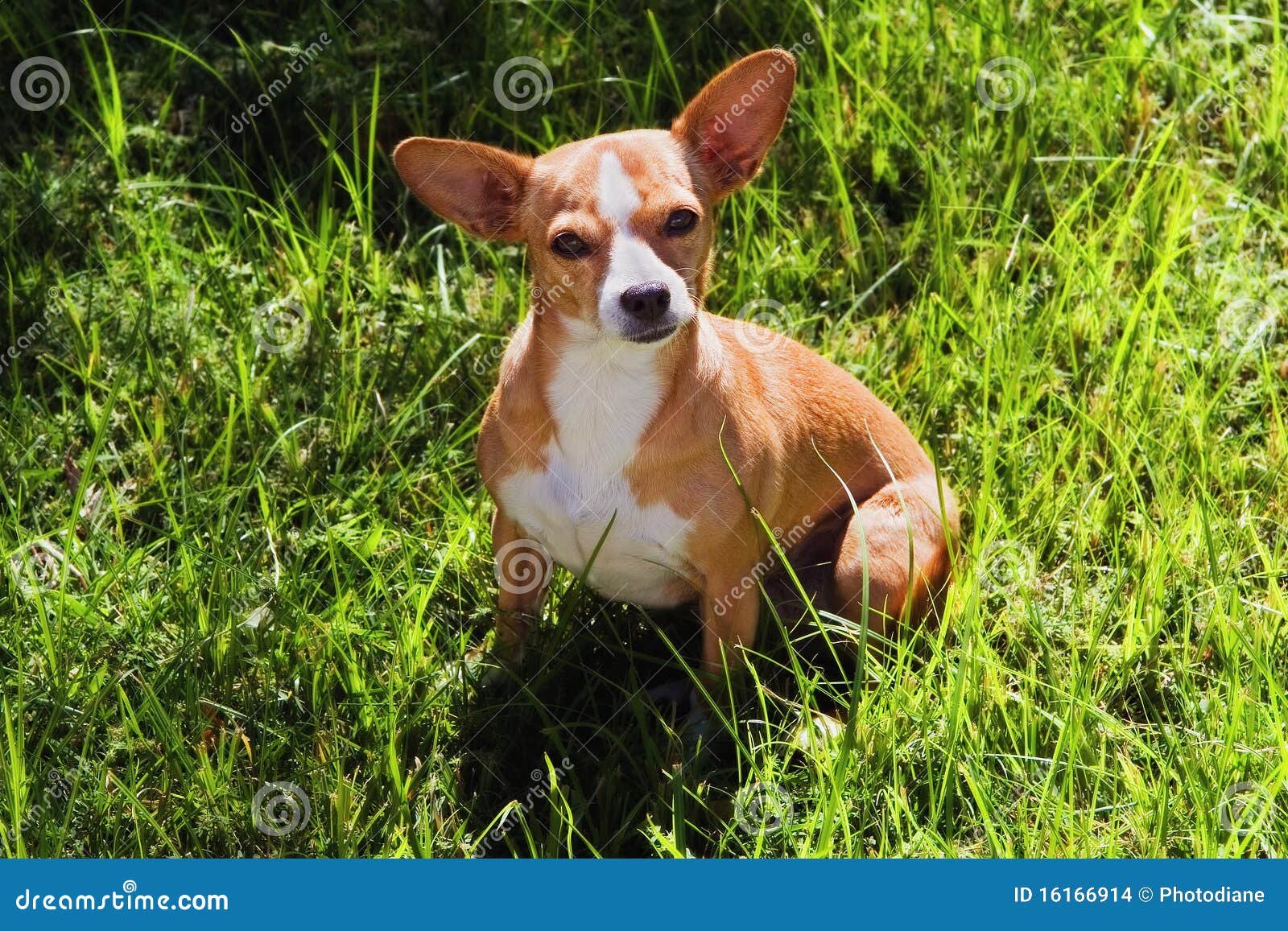 Little dog in grass stock photo. Image of breed, horizontal - 16166914