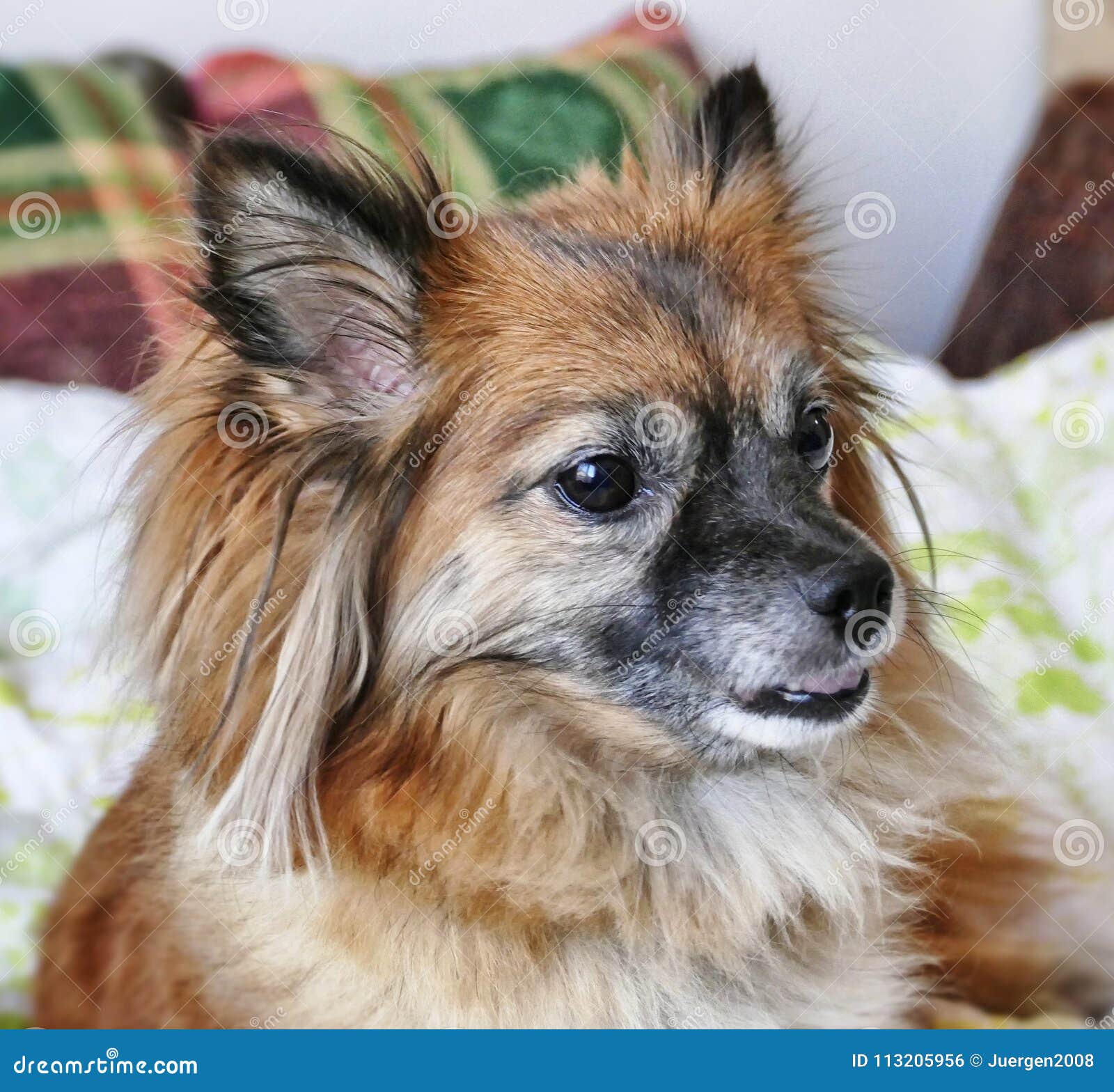 Little dog is happy stock photo. Image of beautiful - 113205956