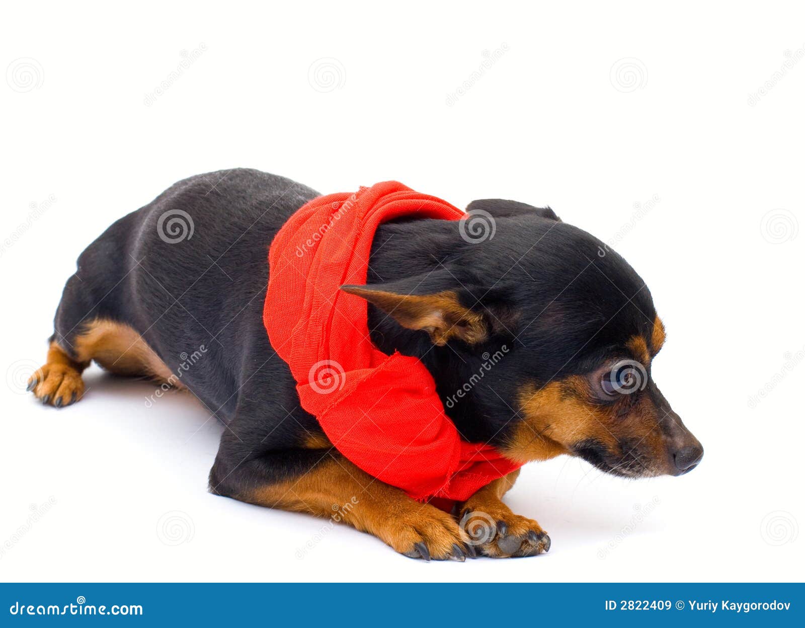 Little dog. isolated stock image. Image of cute, humorous - 2822409