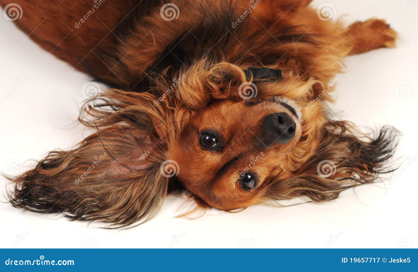 Little dog laying on back stock image. Image of brown - 19657717
