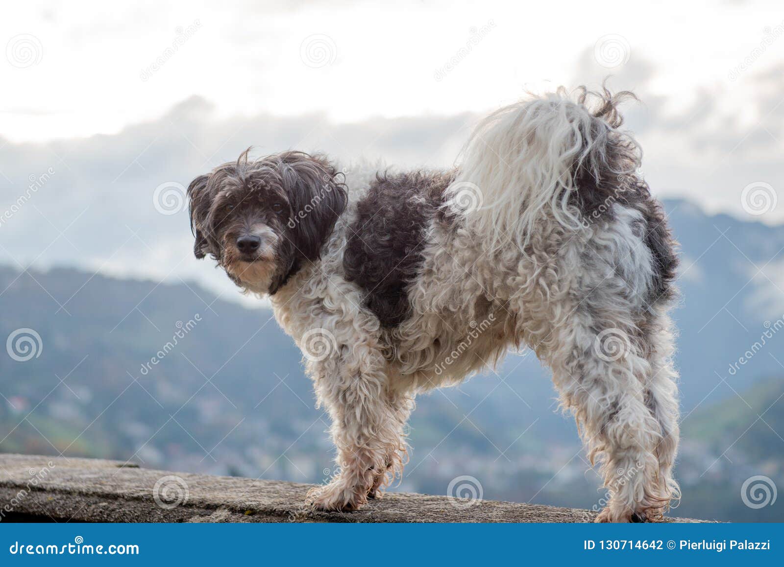 Curious dog stock photo. Image of biting, doggy, closeup - 130714642