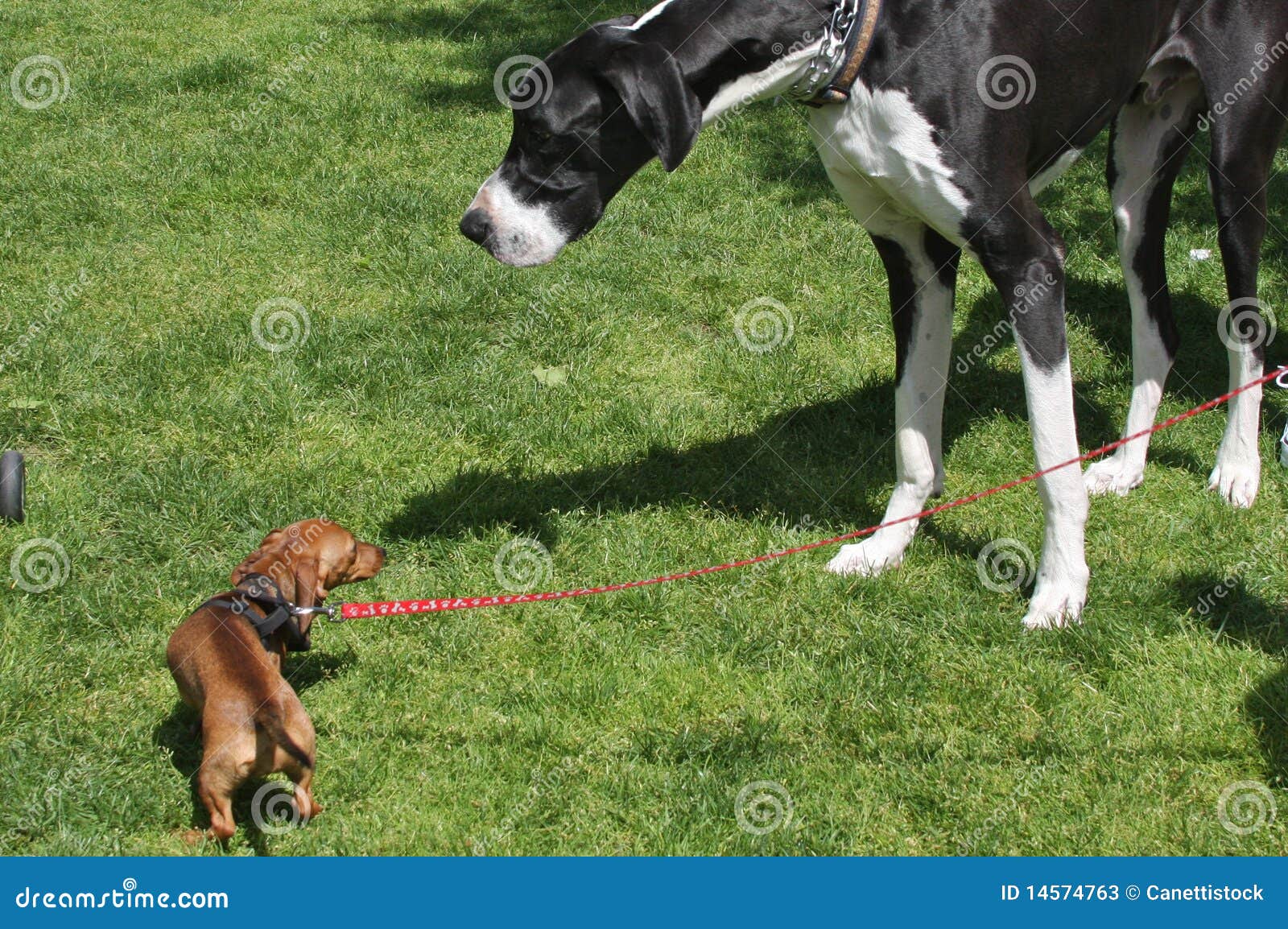 Little Dog Meets Big Dog stock image. Image of encounter - 14574763