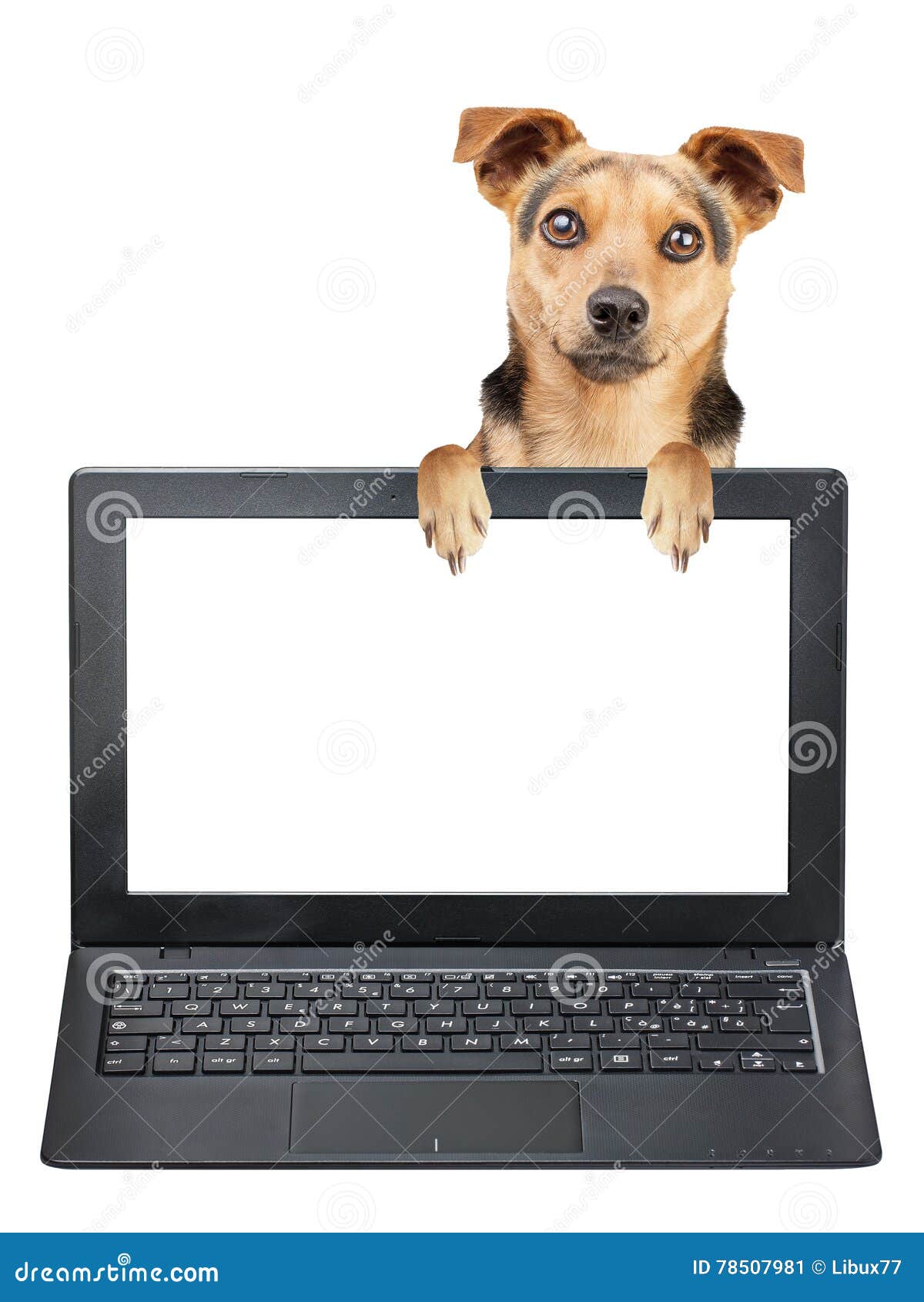 Little Dog Peeping Behind Blank Screen Laptop Isolated Stock Image ...