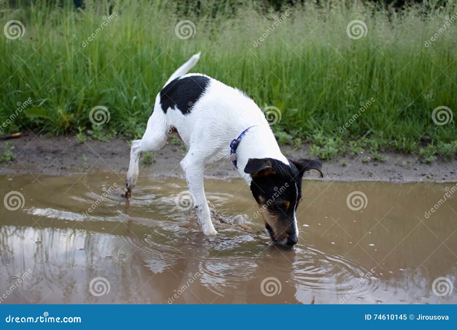 Little dog in puddle stock image. Image of little, farmdog - 74610145