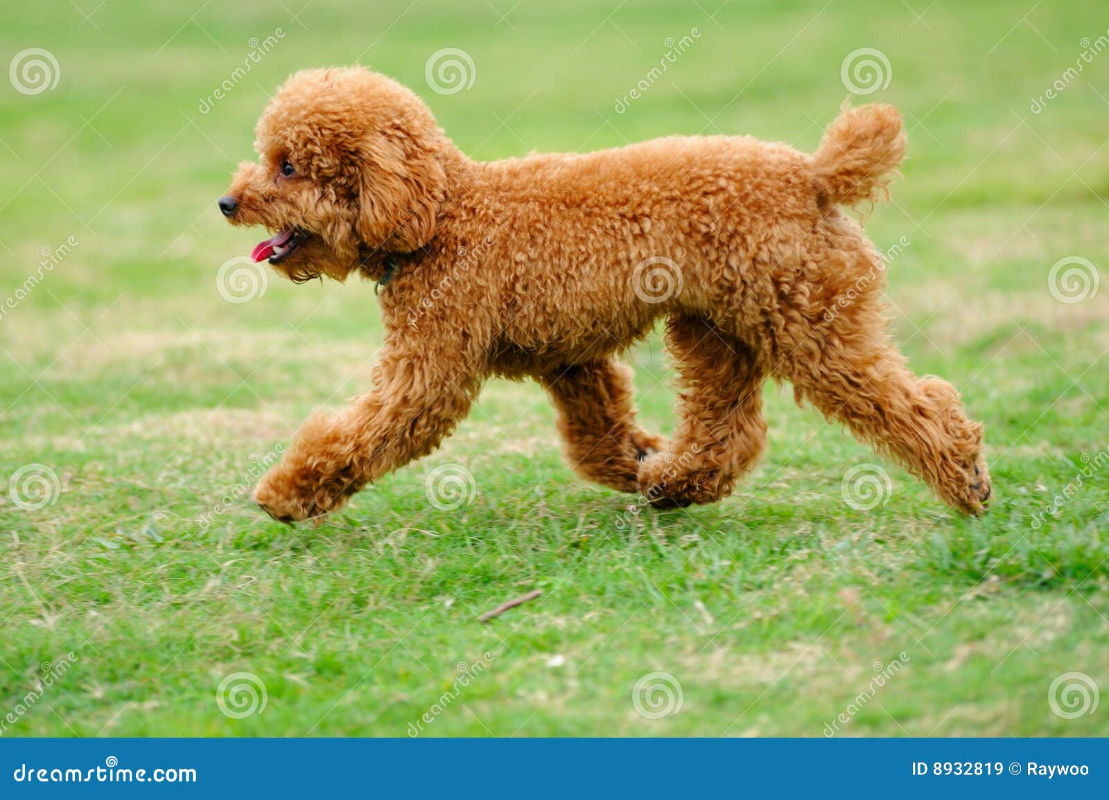 Little dog running stock image. Image of posing, animal - 8932819