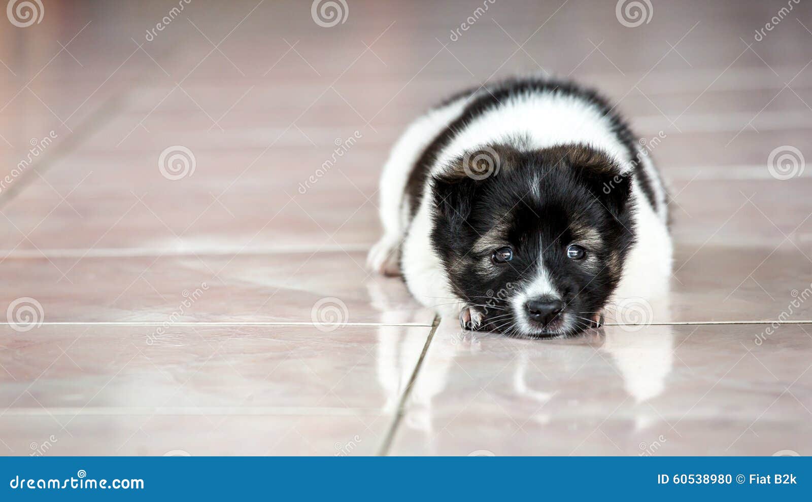 A Little Dog is so Sad. Indoor Stock Photo - Image of bull, alone: 60538980