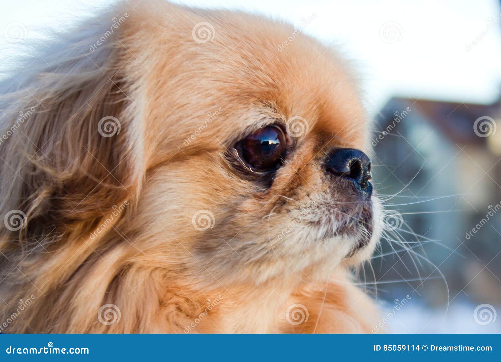 A little dog stock photo. Image of fondling, sadness - 85059114
