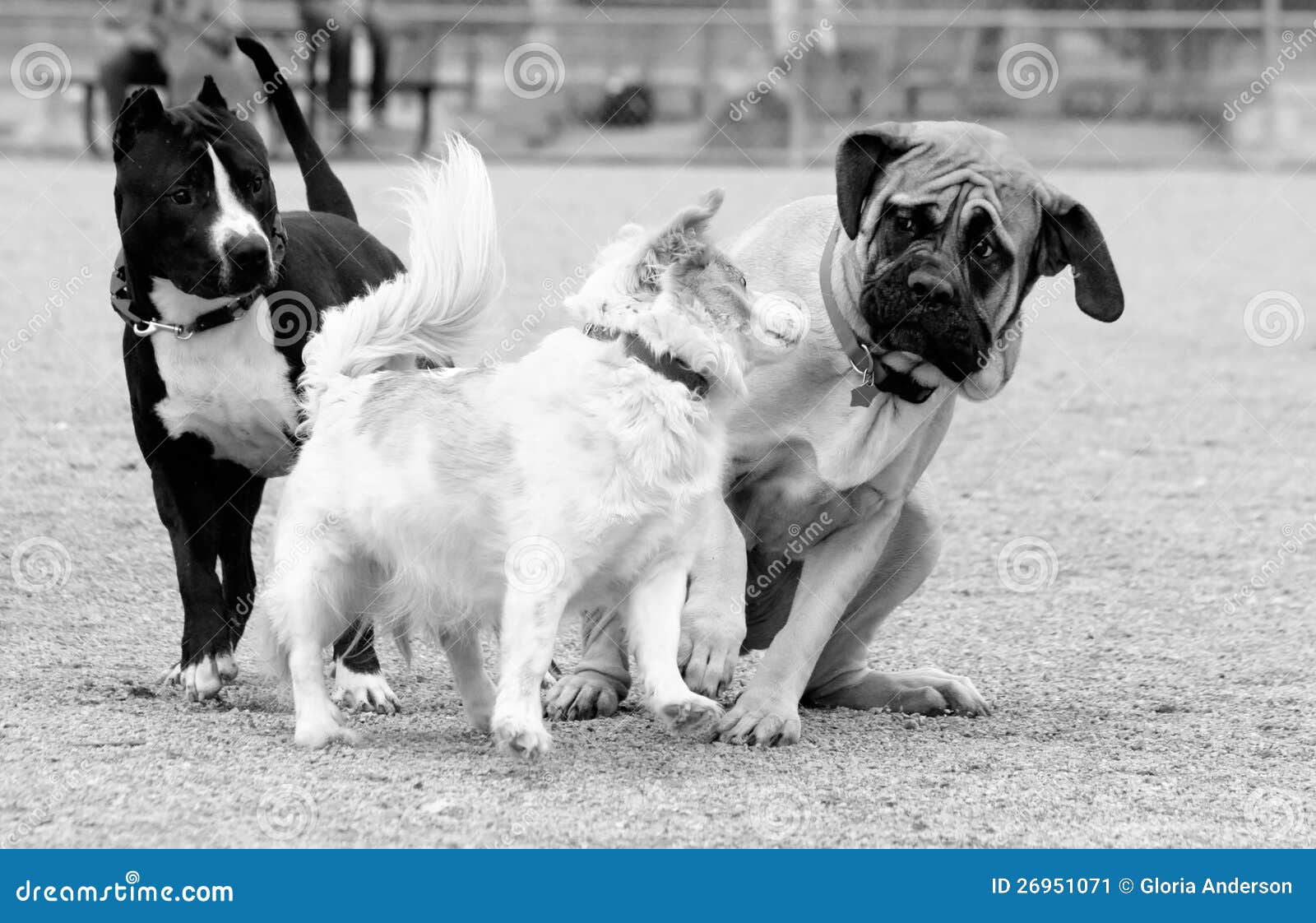 Little Dog Scaring the Mastiff Stock Image - Image of mastiff, ground ...