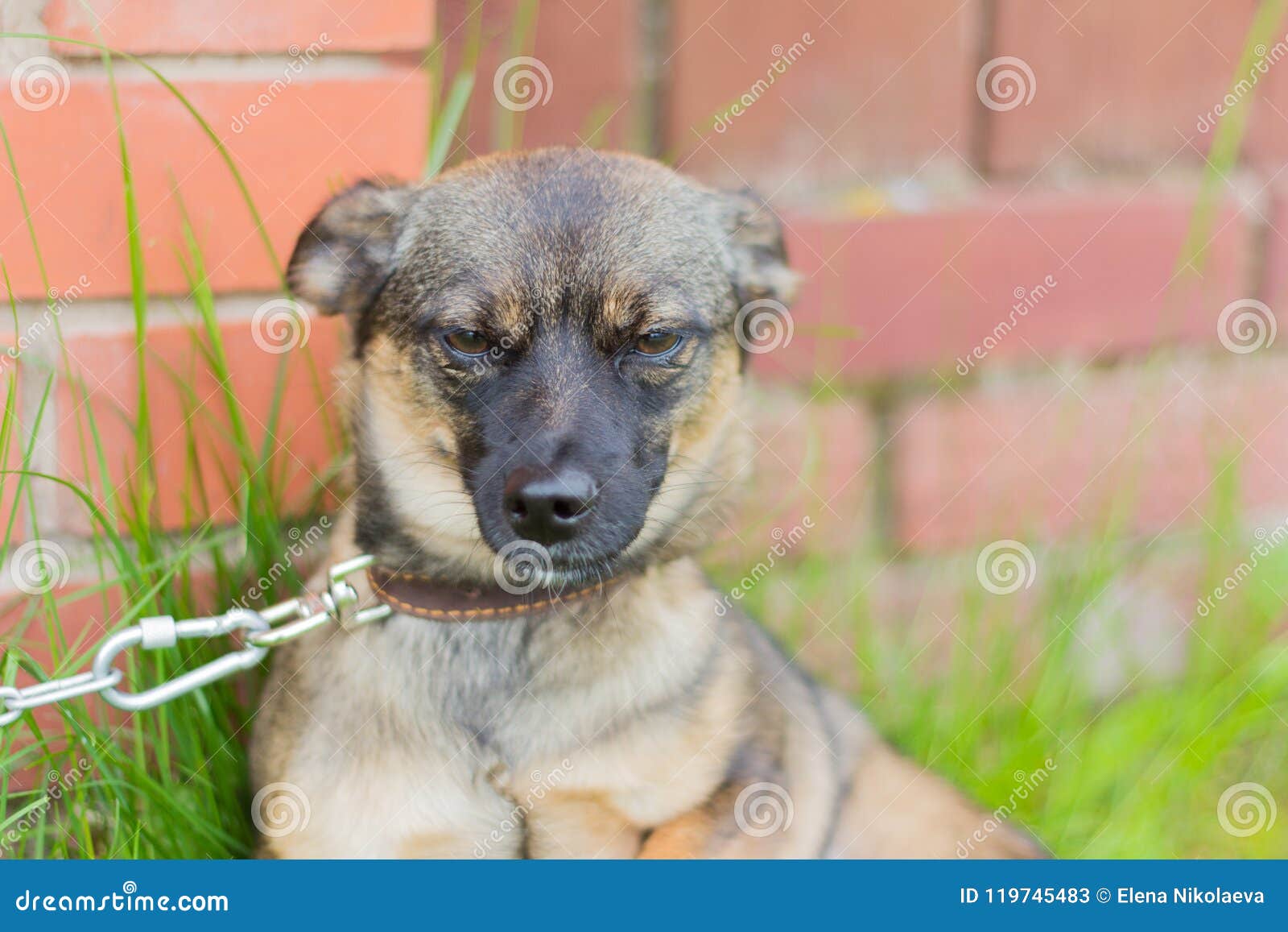 Little Dog Sitting on a Chain Stock Image - Image of chain, animals ...