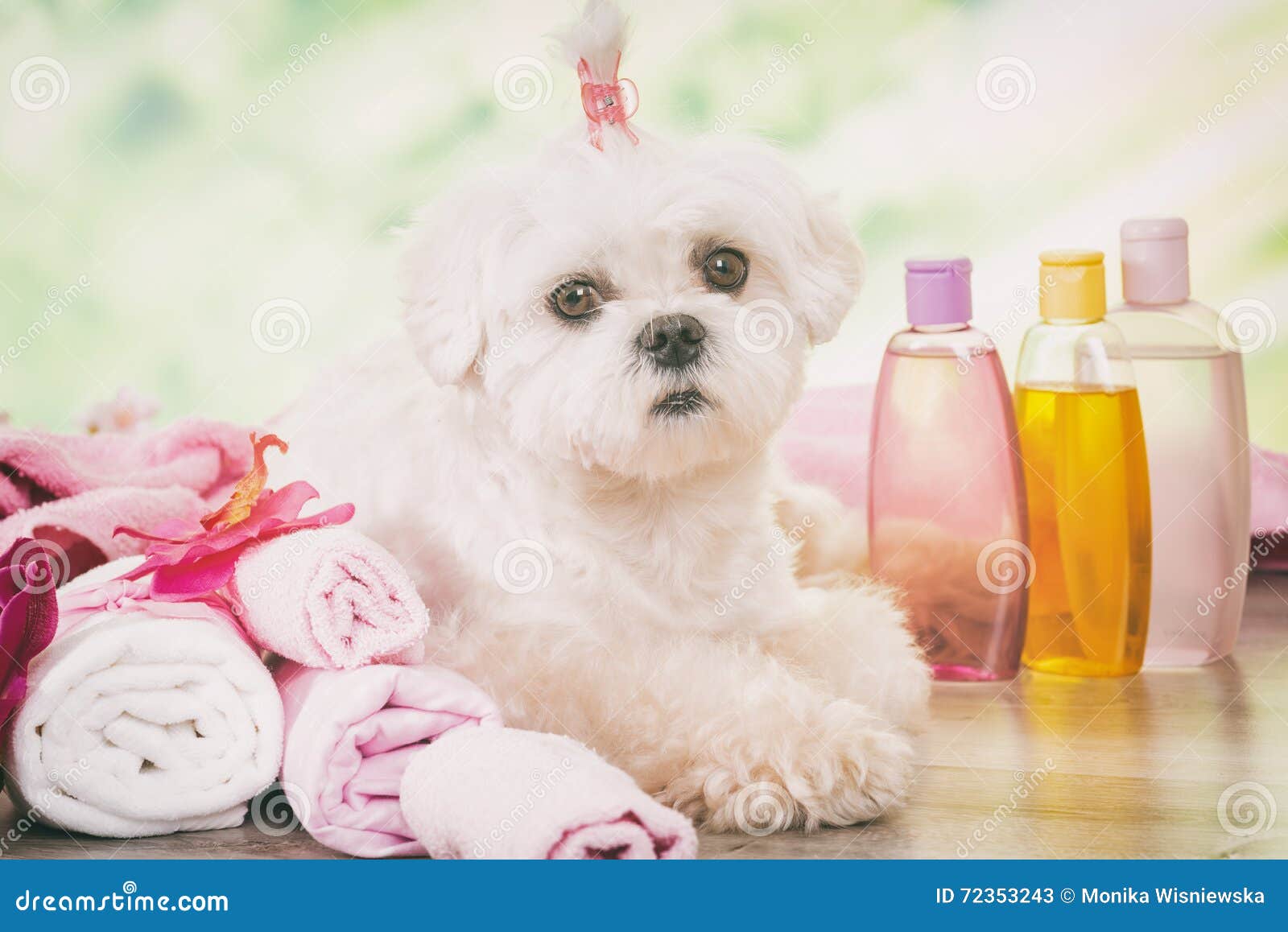 Little dog at spa stock image. Image of bath, fluffy - 72353243