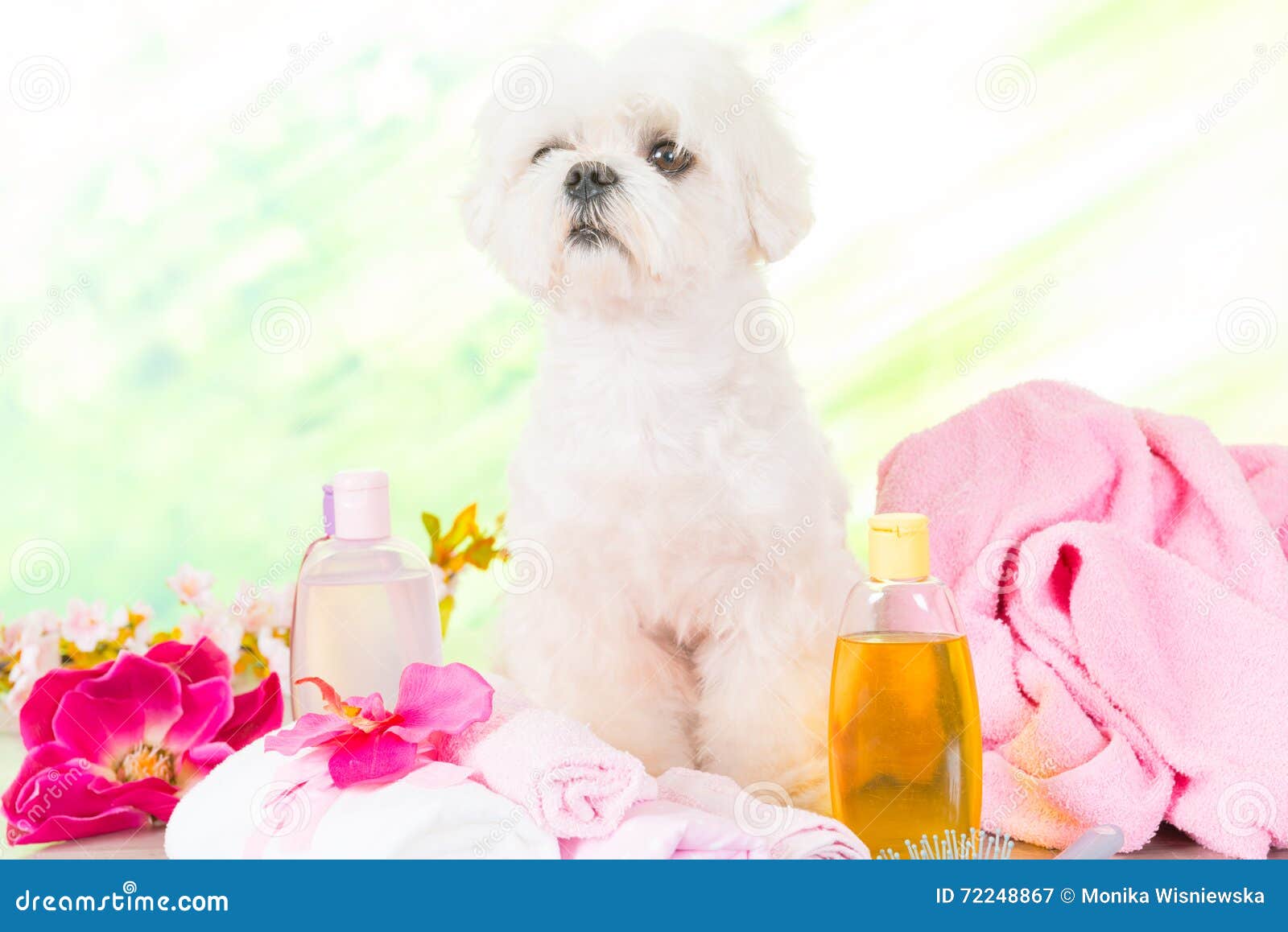 Little dog at spa stock image. Image of fluffy, bathroom - 72248867