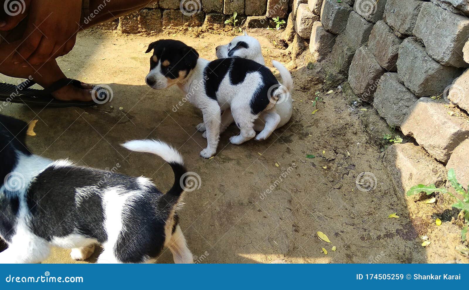 Little doge in the city stock image. Image of little - 174505259