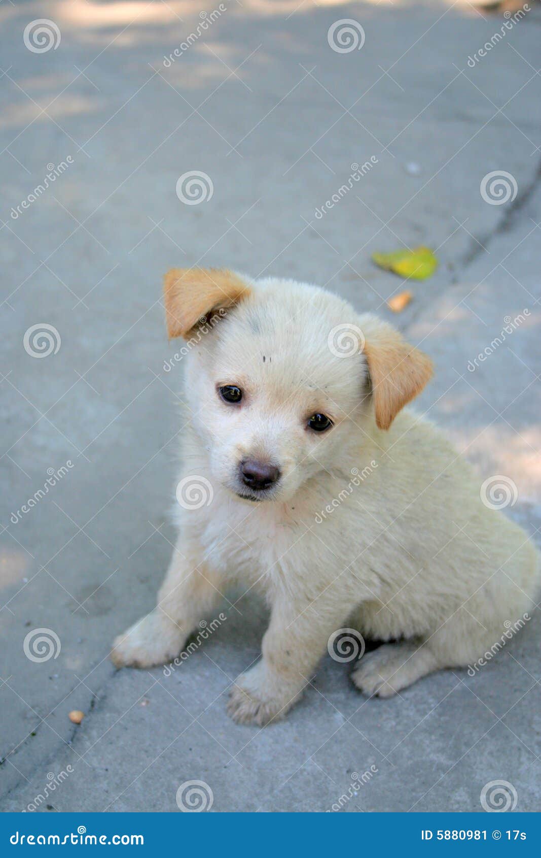 Little doggie stock image. Image of clever, glass, loyal - 5880981