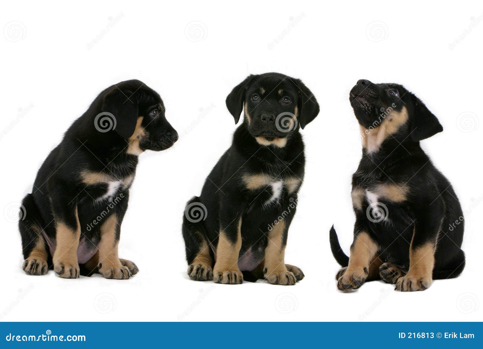 Little doggies stock image. Image of pets, animal, light - 216813
